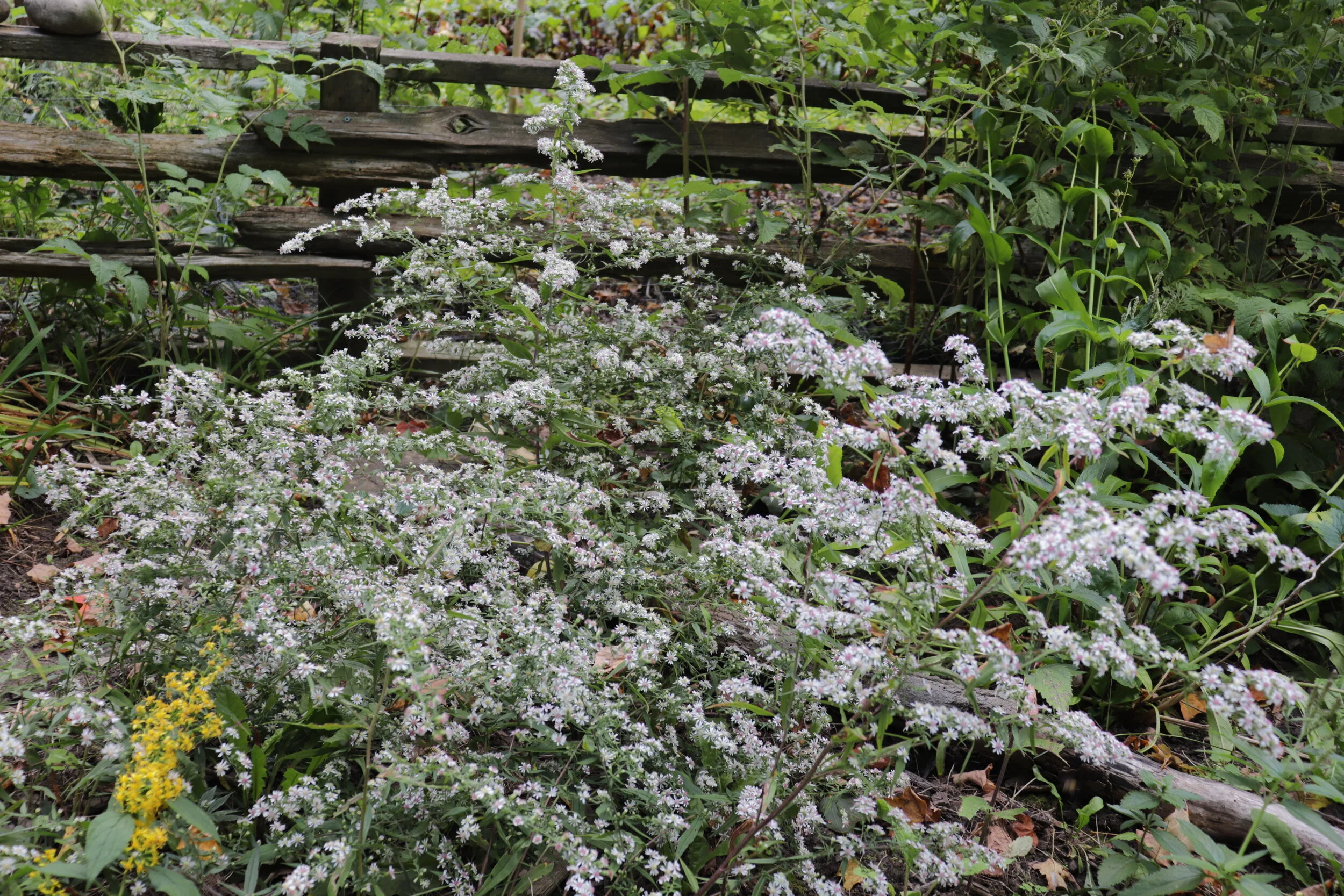 Native Asters for Ontario Gardens | In Our Nature — In Our Nature
