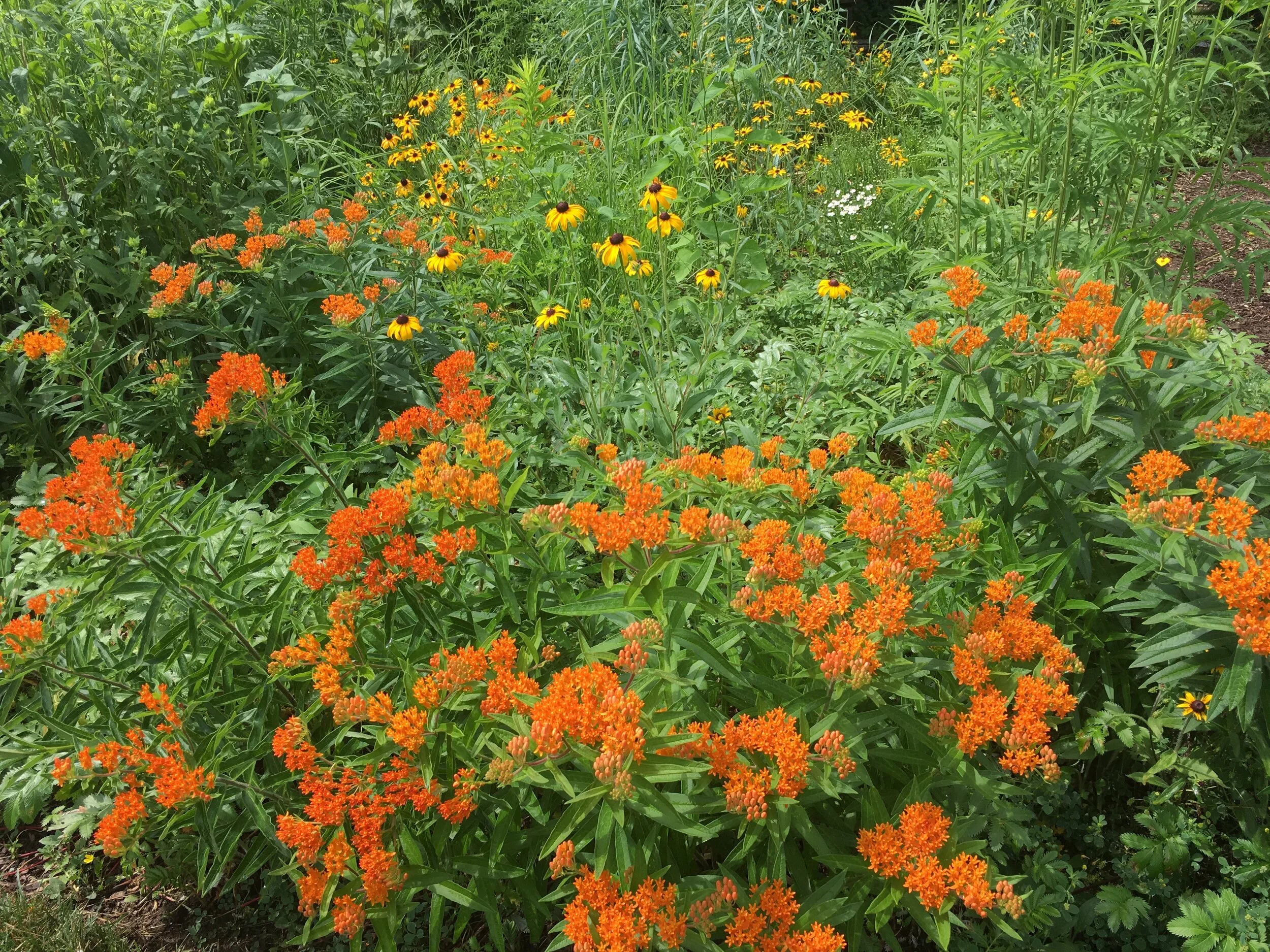 Stunning Boulevard Gardens: Native & Salt-Tolerant Plants for Your ...