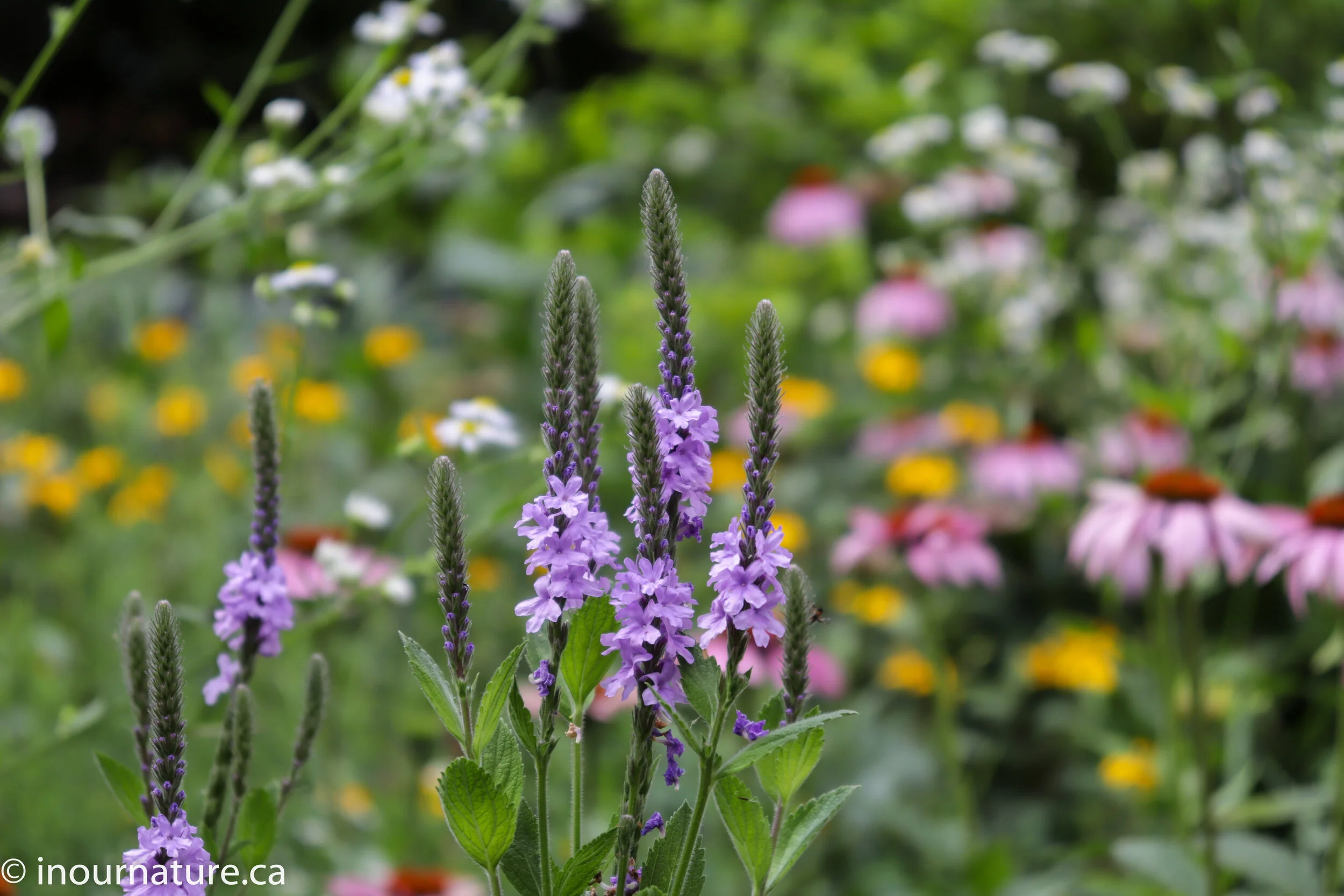Stunning Boulevard Gardens: Native & Salt-Tolerant Plants for Your ...
