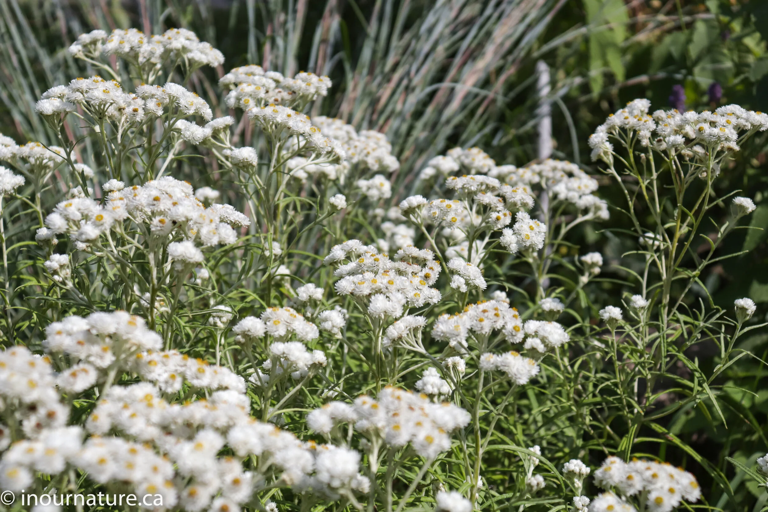 Stunning Boulevard Gardens: Native & Salt-Tolerant Plants for Your ...