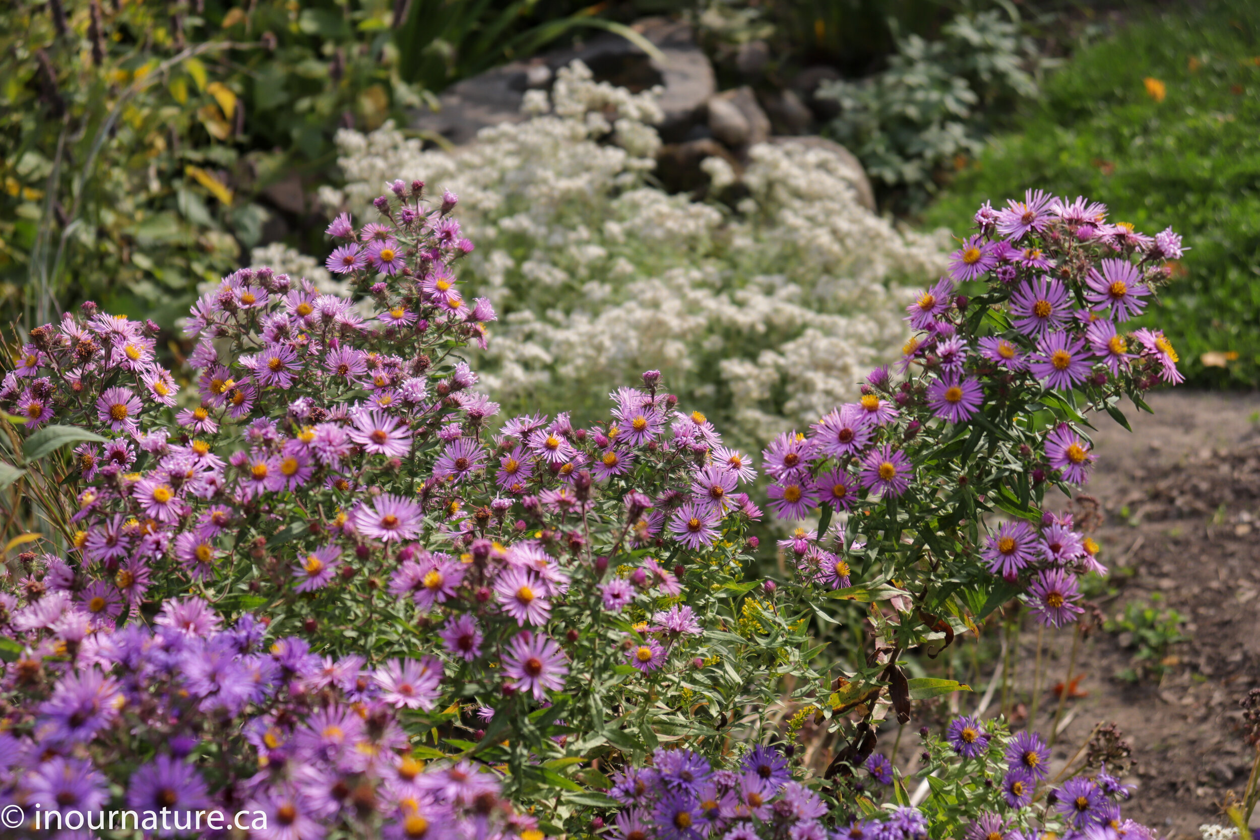Stunning Boulevard Gardens: Native & Salt-Tolerant Plants for Your ...