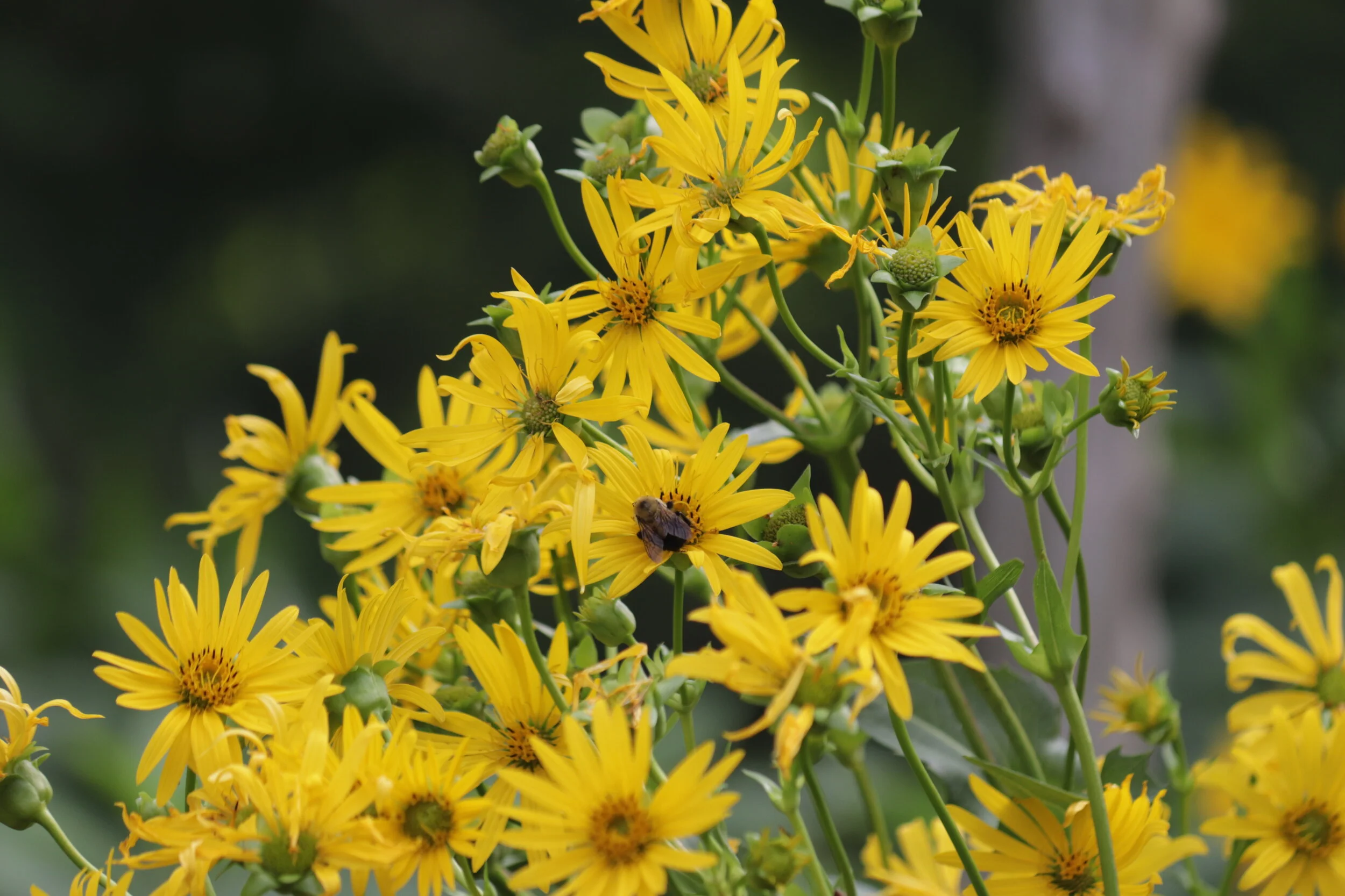 top Native Sunflowers for Ontario Gardens — In Our Nature