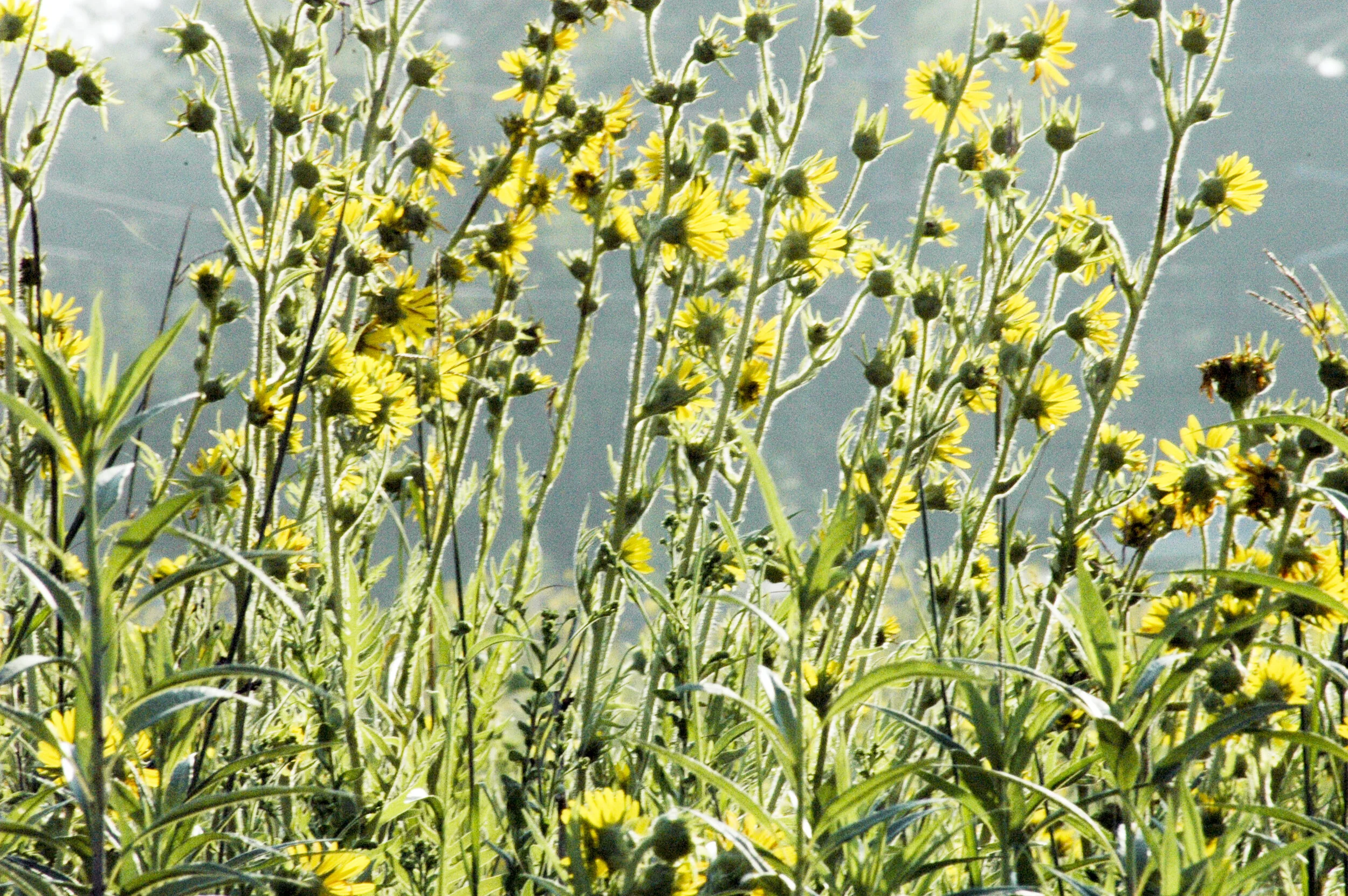 top Native Sunflowers for Ontario Gardens — In Our Nature