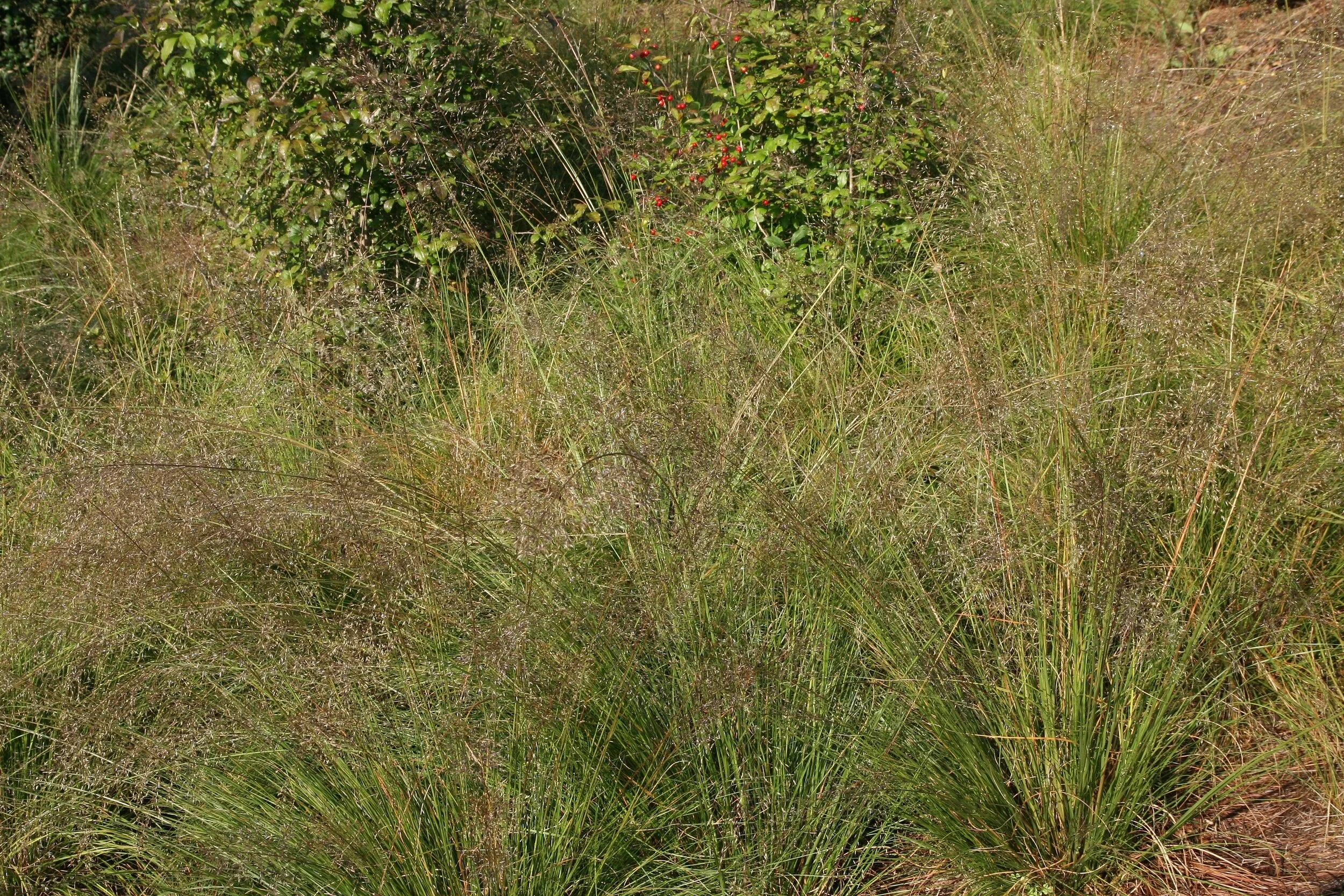 Native Grasses for Ontario Gardens | In Our Nature — In Our Nature