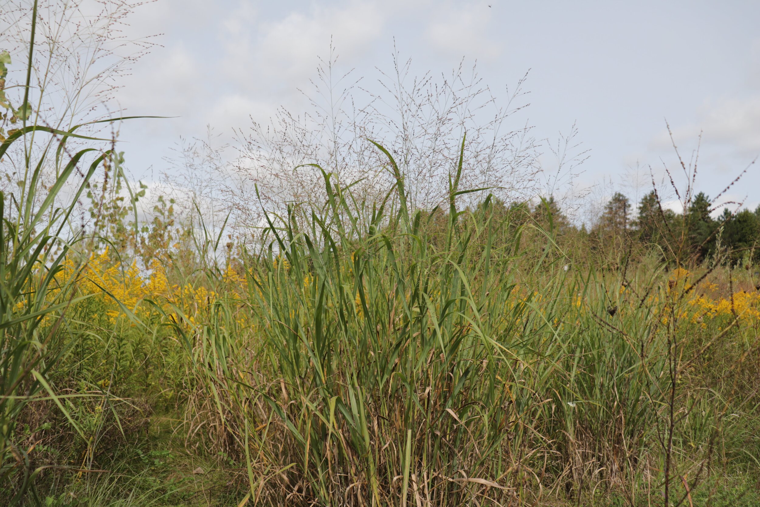 Native Grasses for Ontario Gardens — In Our Nature