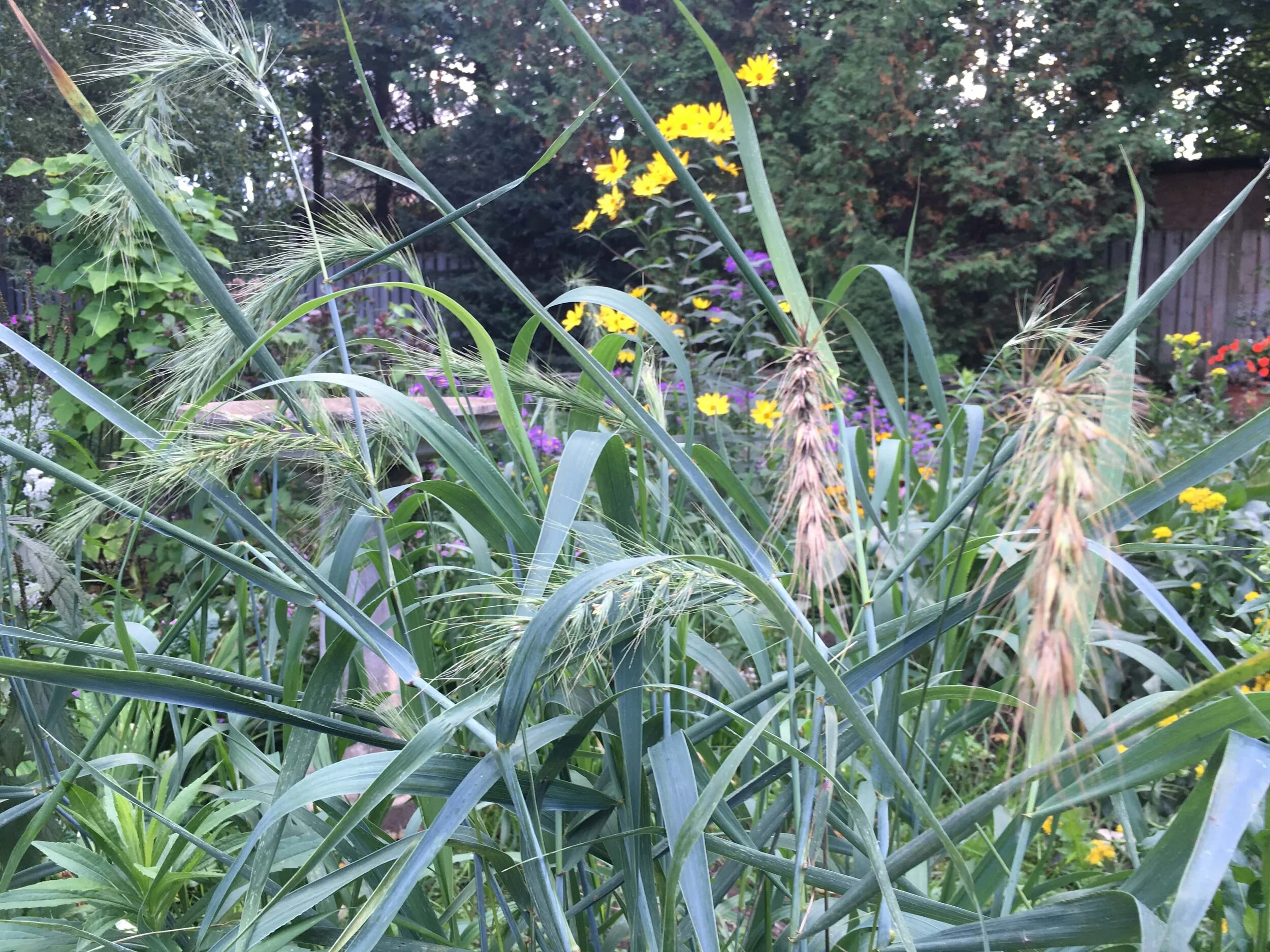 Top Native Grasses for Ontario Gardens — In Our Nature