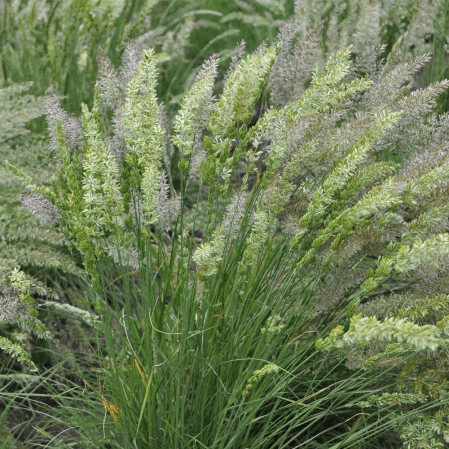 Native Grasses for Ontario Gardens — In Our Nature