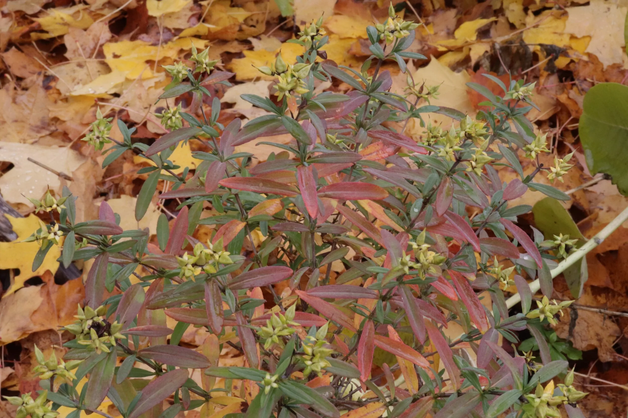 Low-growing Native Shrubs for Ontario Gardens | In Our Nature — In Our ...