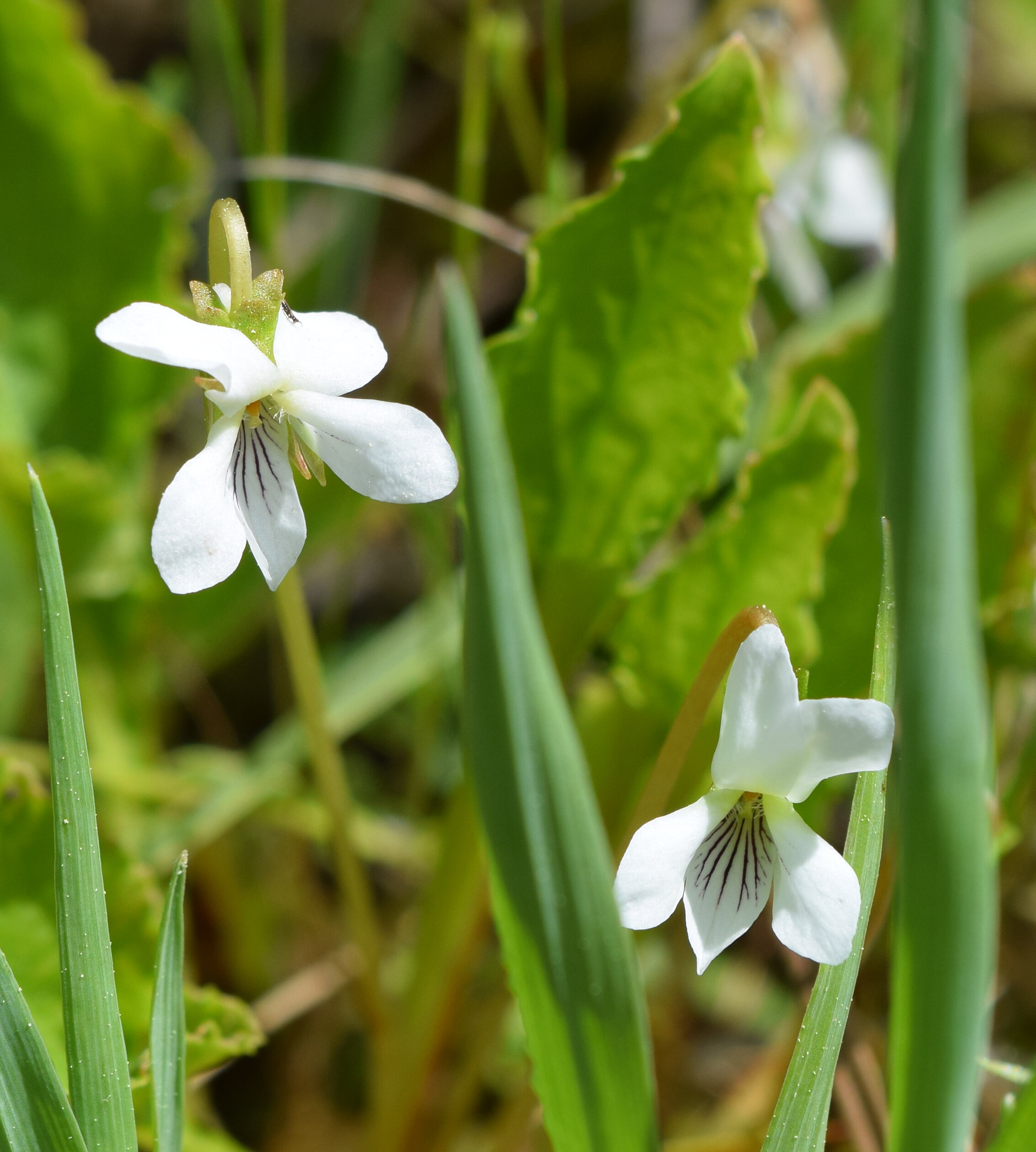 Ontario Native Violets — In Our Nature