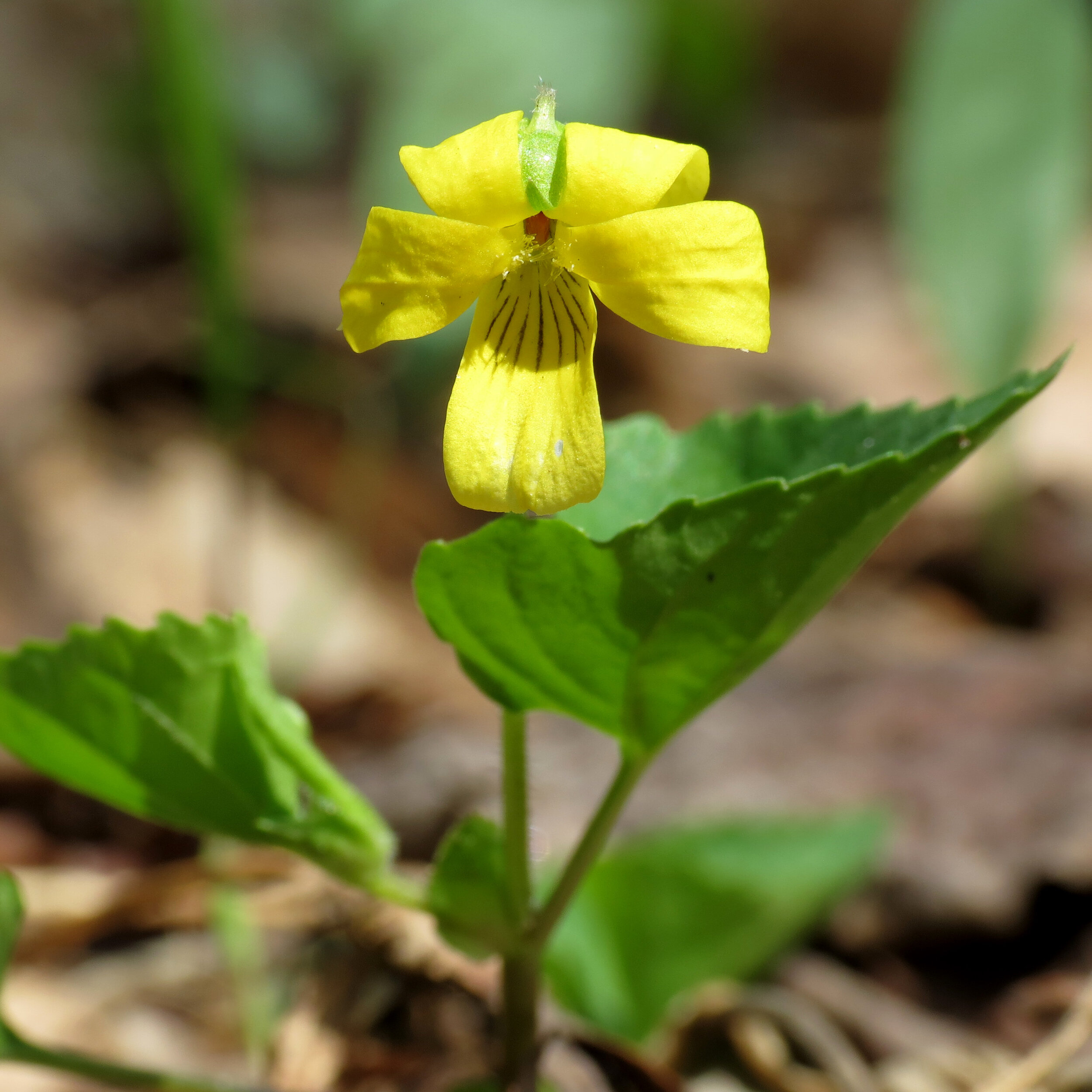 Ontario Native Violets — In Our Nature