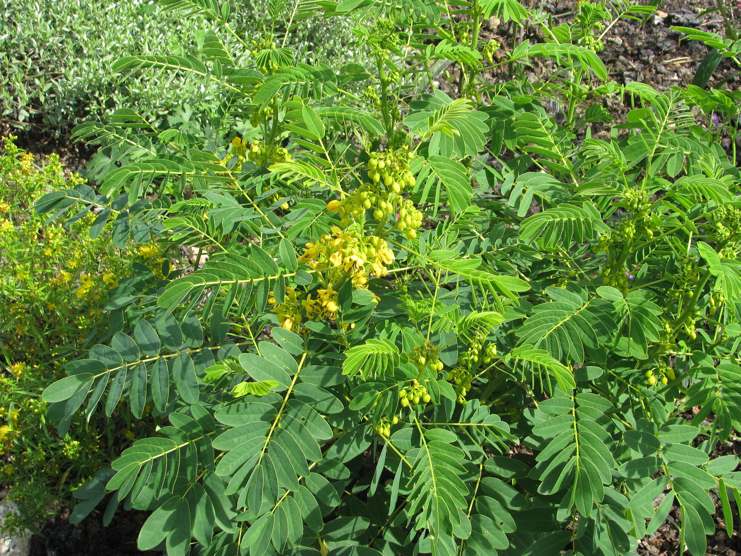 Nitrogen Fixing Native Plants | In Our Nature — In Our Nature Nitrogen Fixing Native Plants | In Our Nature — In Our Nature