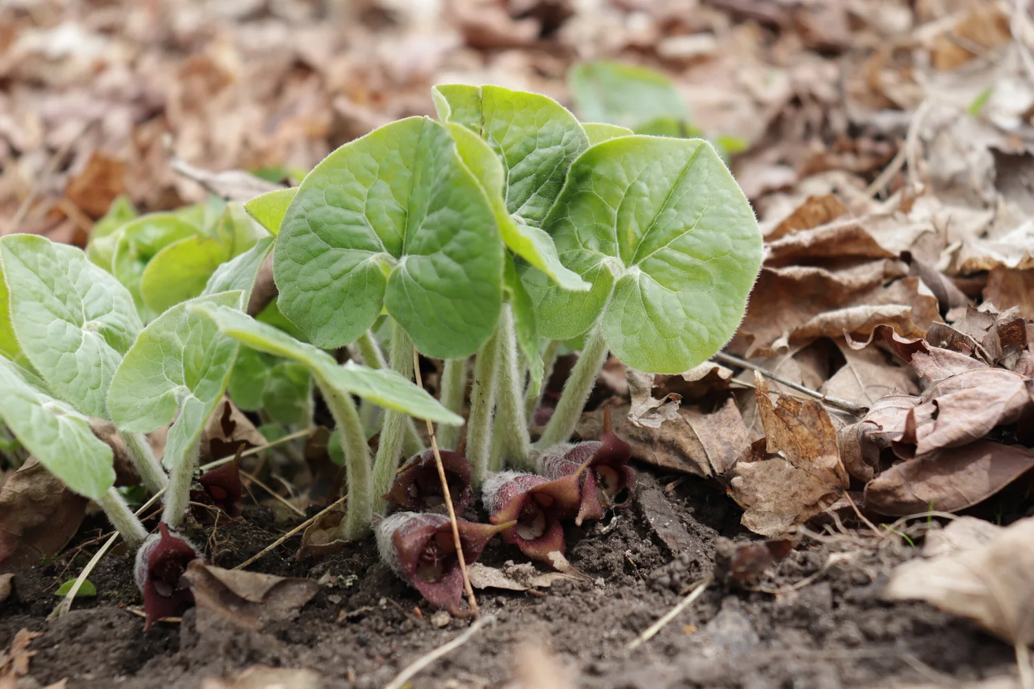 Native Plants for Shade | Ontario — In Our Nature
