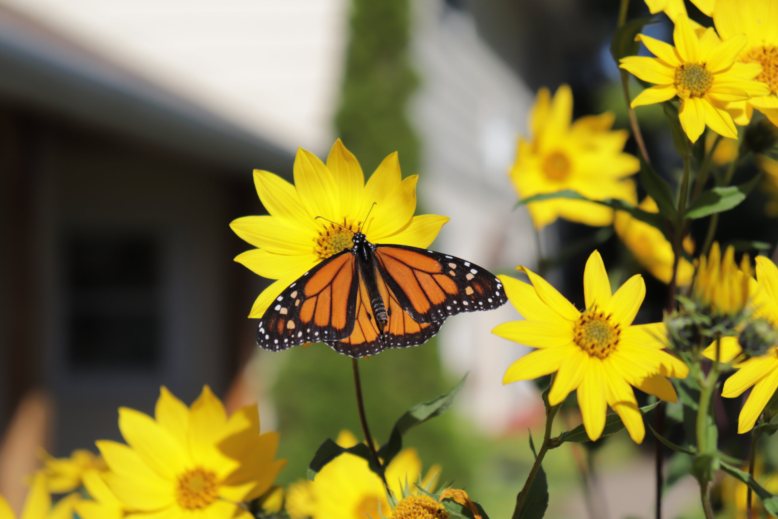 Ontario Native Plants for Shade | In Our Nature — In Our Nature