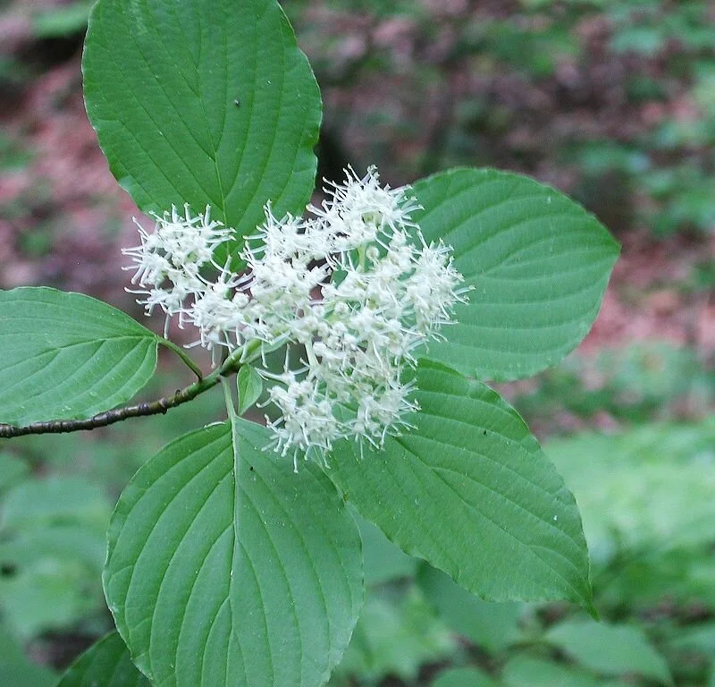 Native Plants for Shade | Ontario — In Our Nature