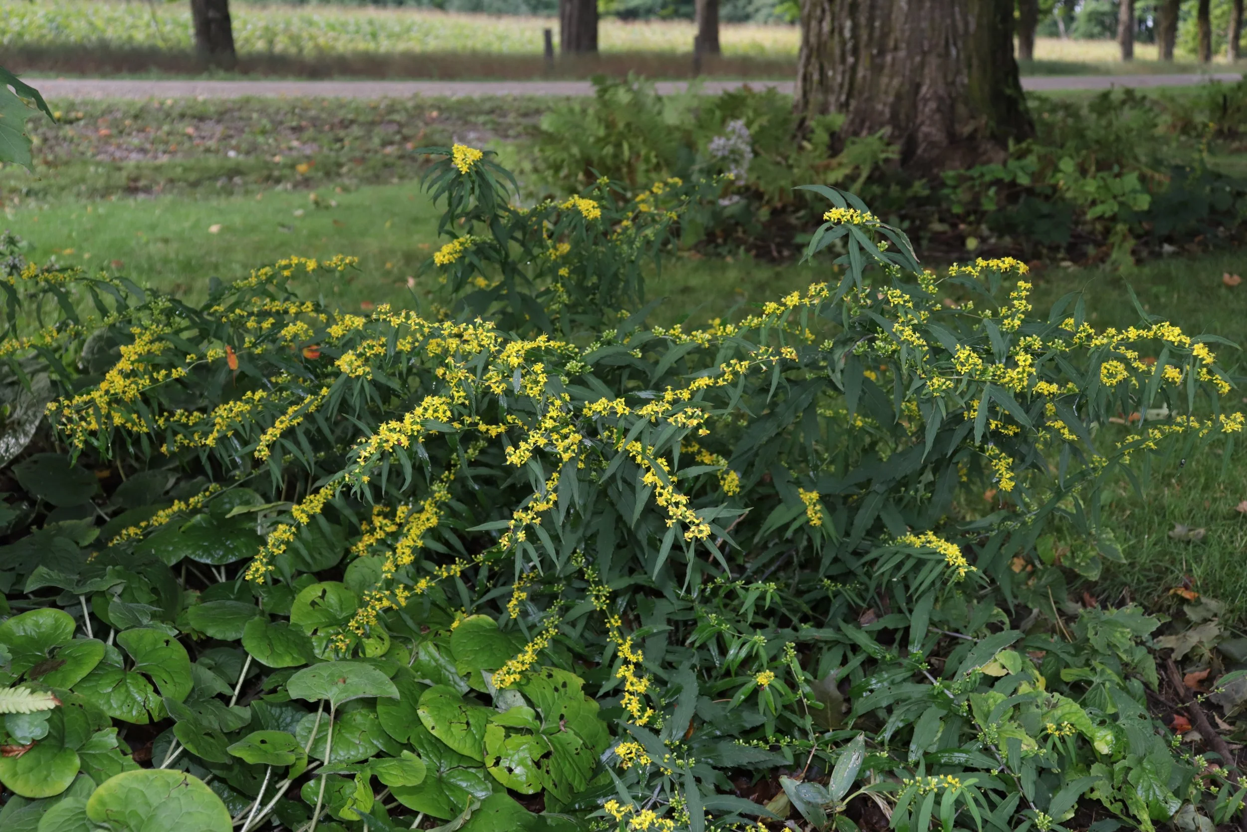 Top Native Goldenrods for Ontario Gardens — In Our Nature