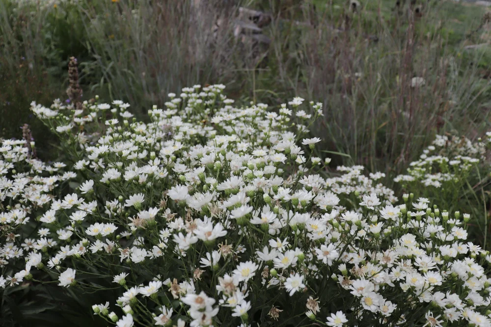 Native Goldenrods for Ontario Gardens | In Our Nature — In Our Nature