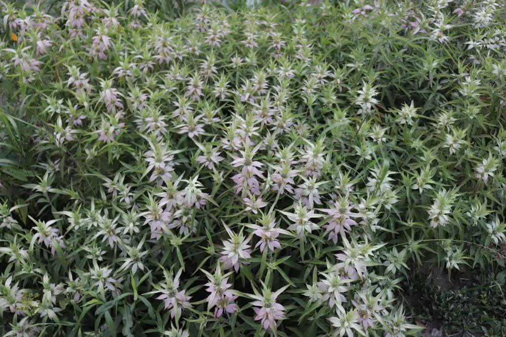 Stunning Boulevard Gardens: Native & Salt-Tolerant Plants for Your ...