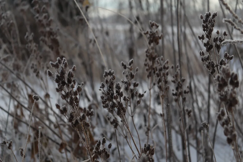 Penstemon Digitalis In Winter