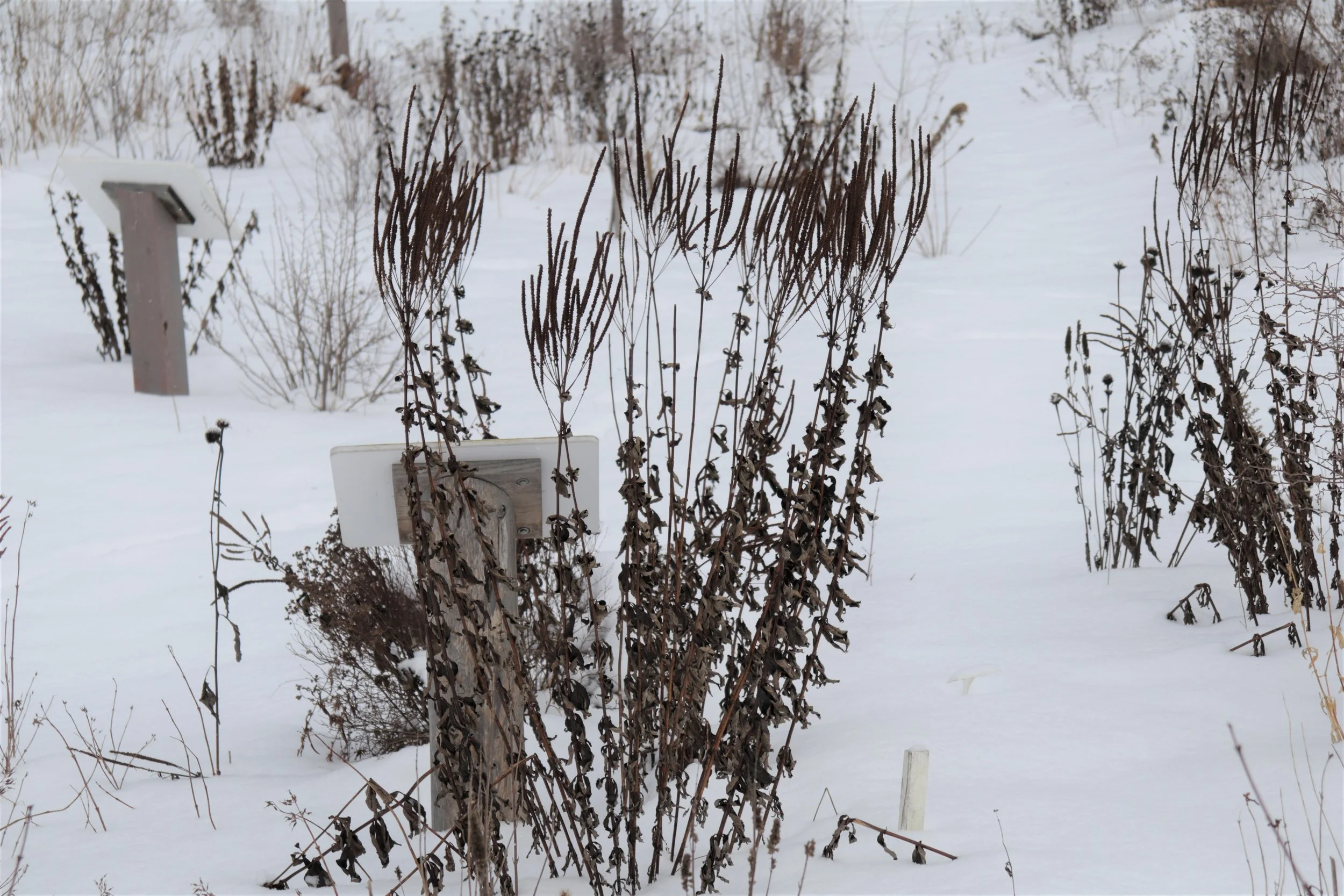 Native Plants for Winter Interest | In Our Nature — In Our Nature