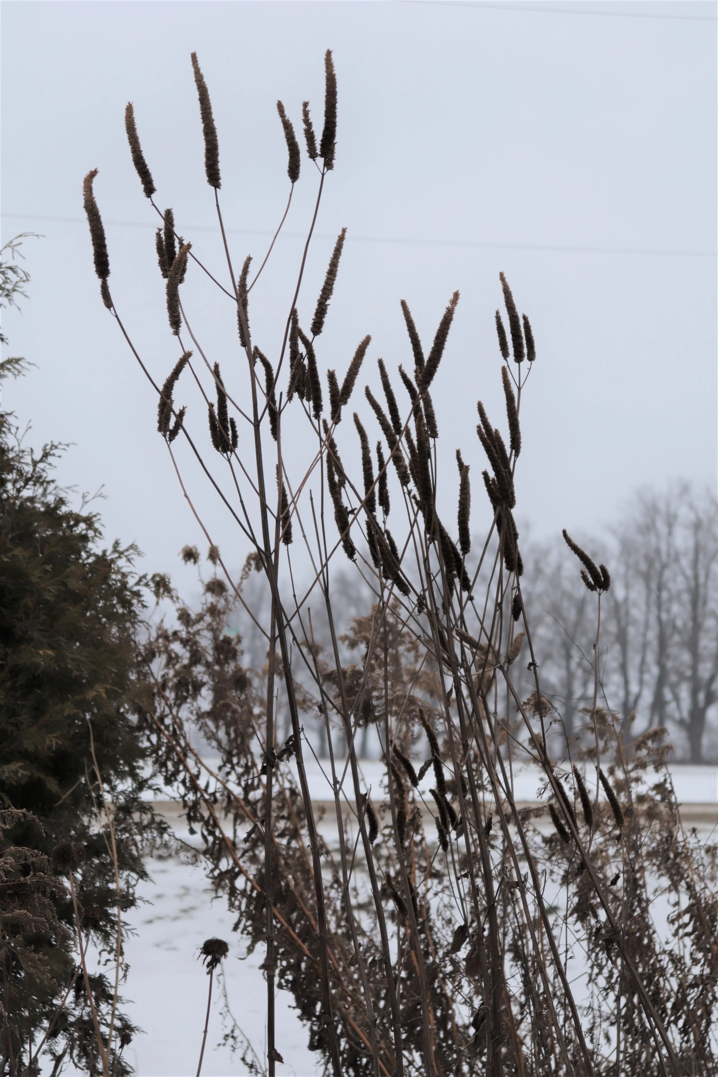 Native Plants for Winter Interest | In Our Nature — In Our Nature