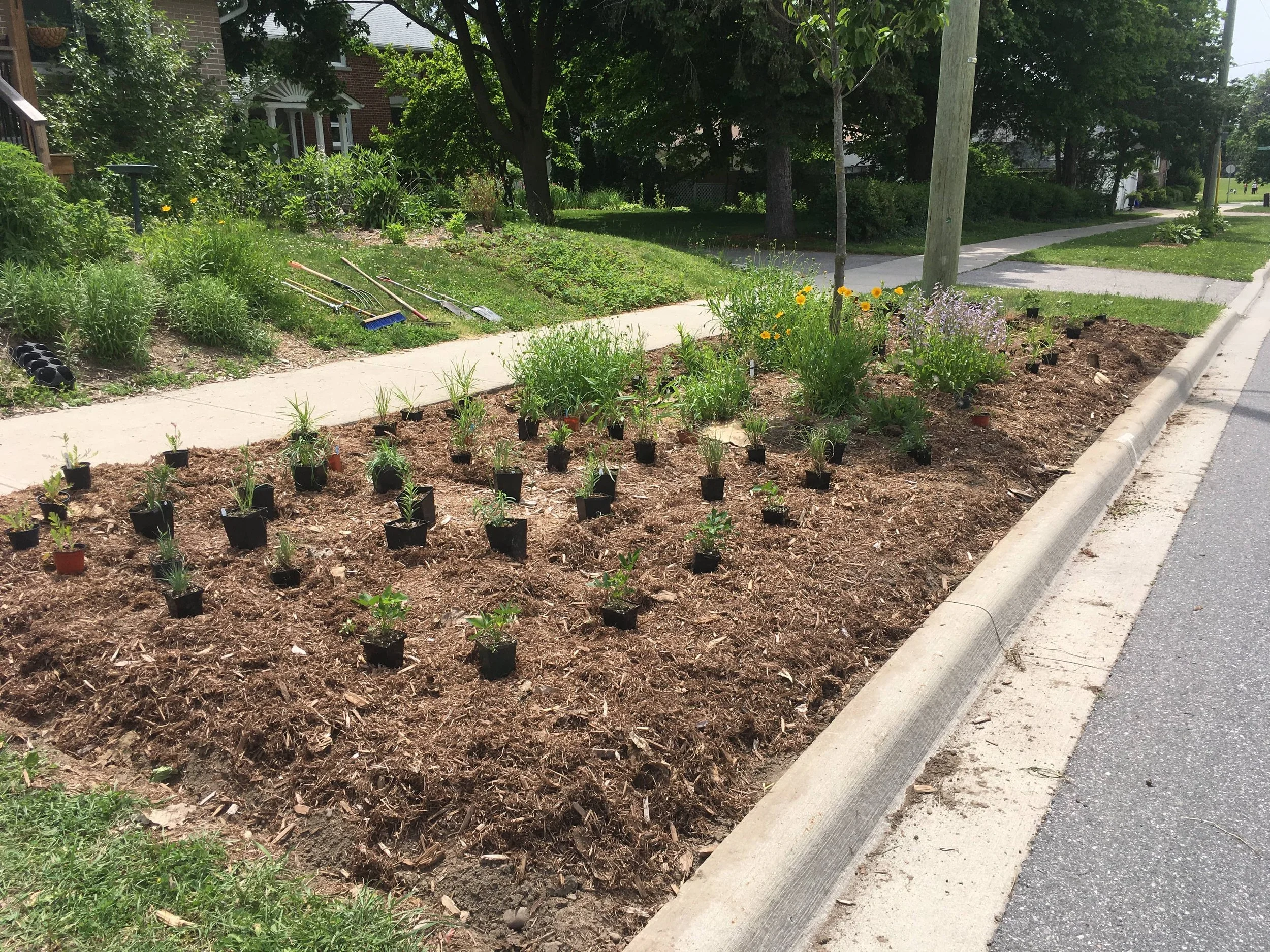 Ontario Native Plants: Free Guides & Resources To Plan Your Garden — In ...