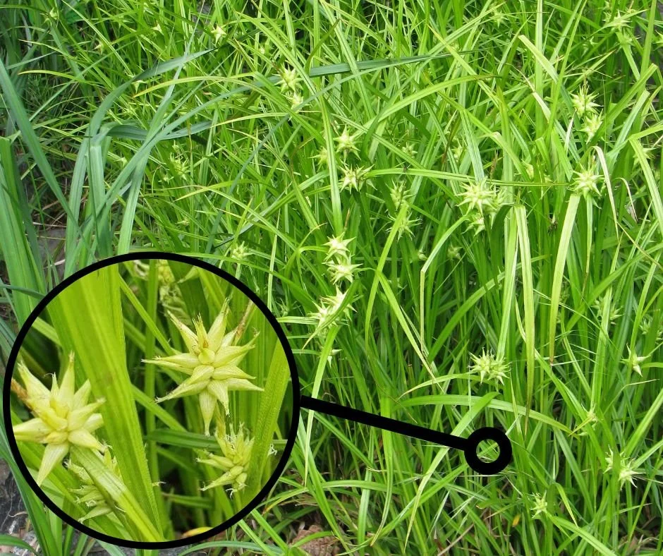 Top Native Sedges For Your Garden — In Our Nature