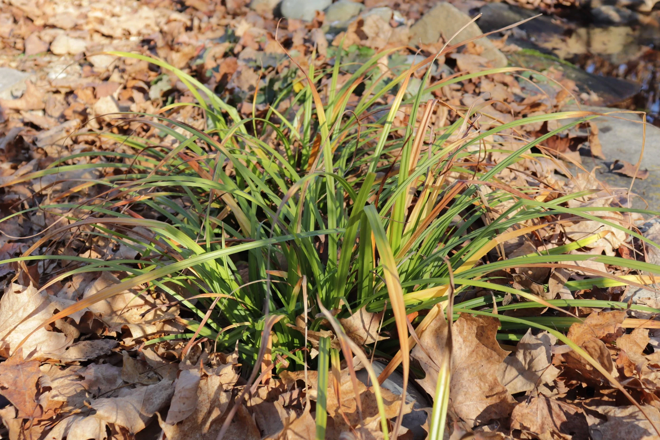 Top Native Sedges For Your Garden — In Our Nature