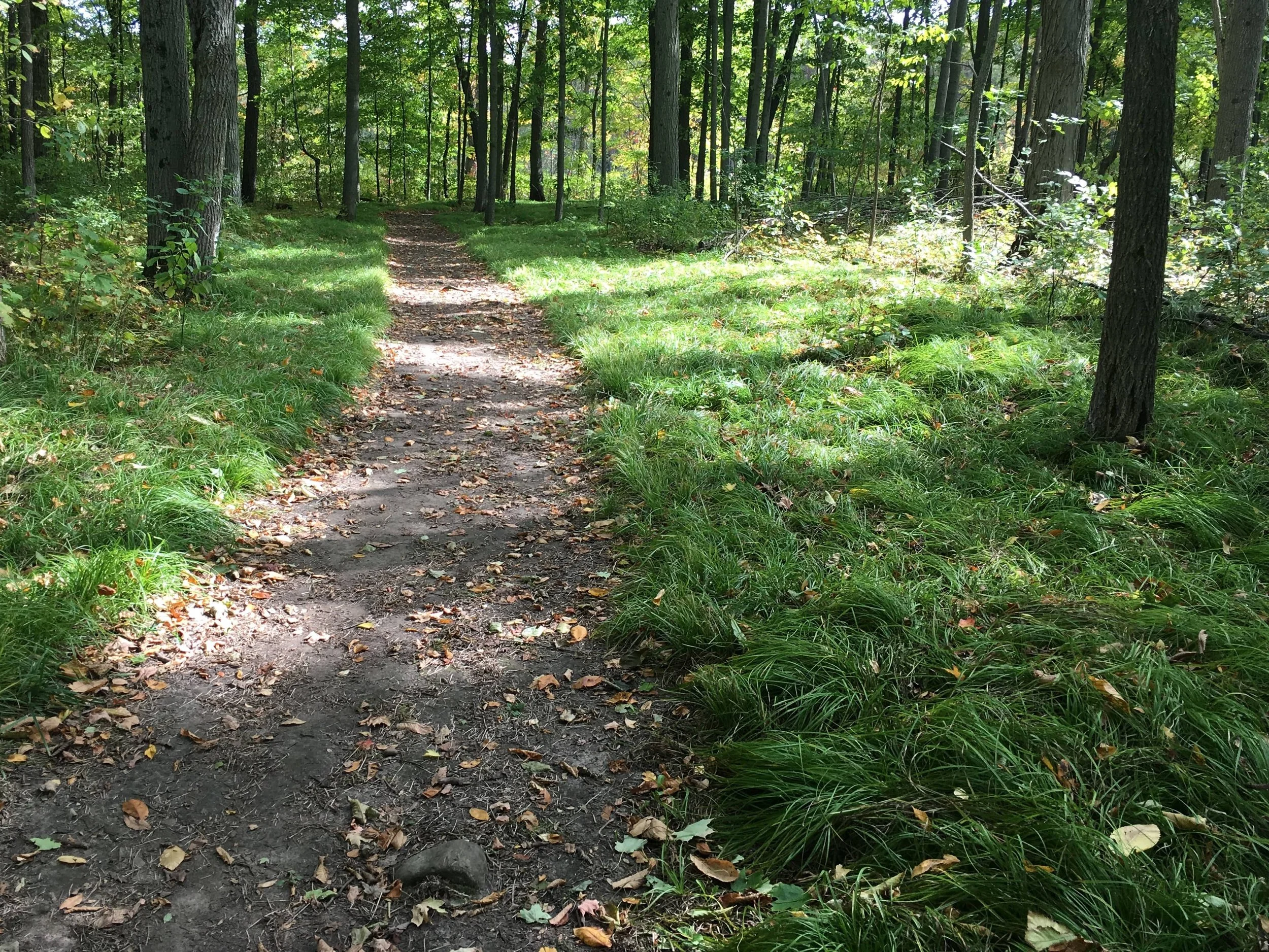 Top Native Sedges For Your Garden — In Our Nature
