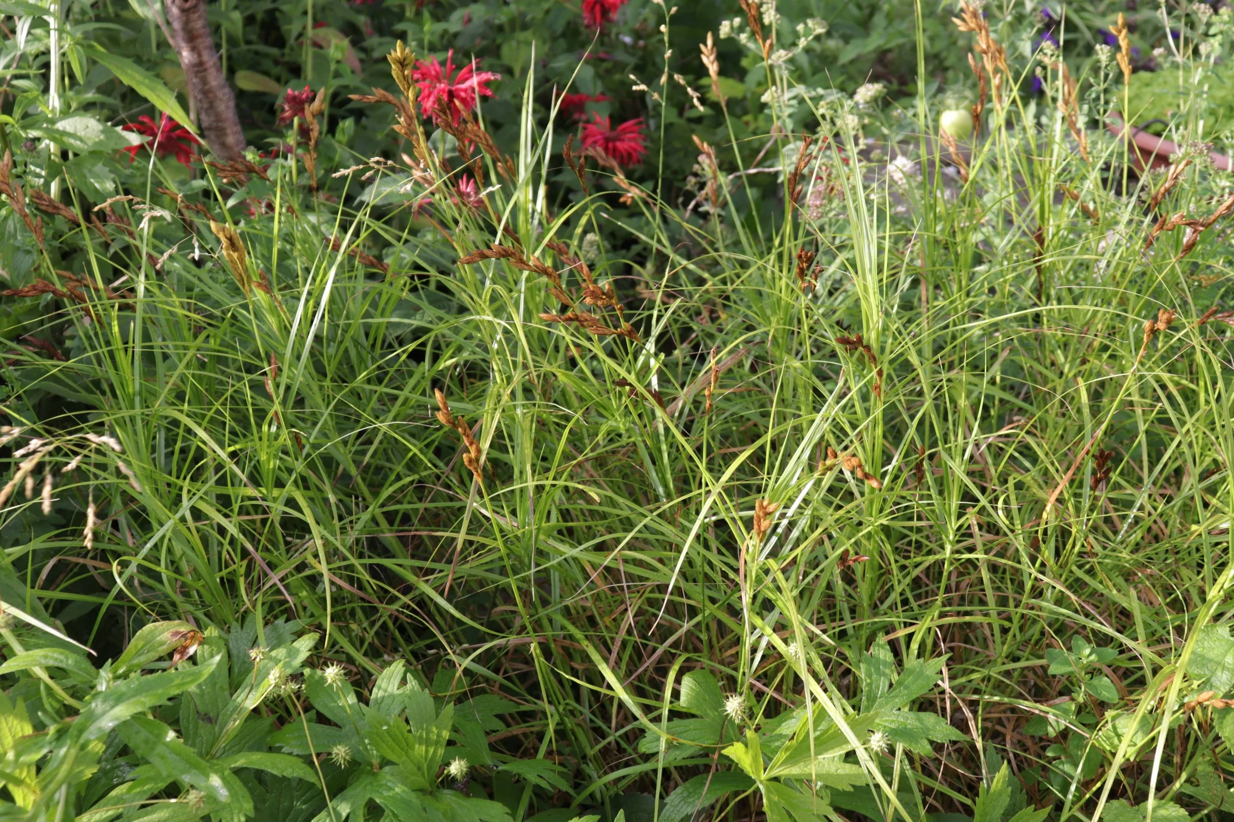 Top Native Sedges For Your Garden — In Our Nature