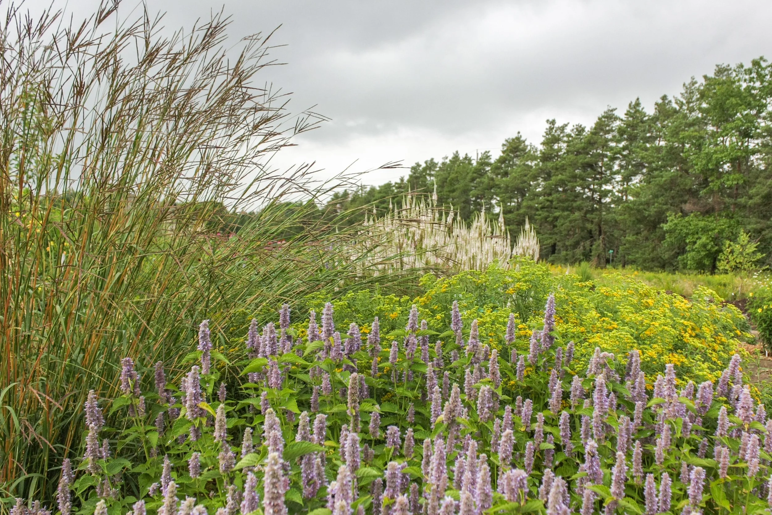 Native Plant Nursery | Natural Garden Design | In Our Nature
