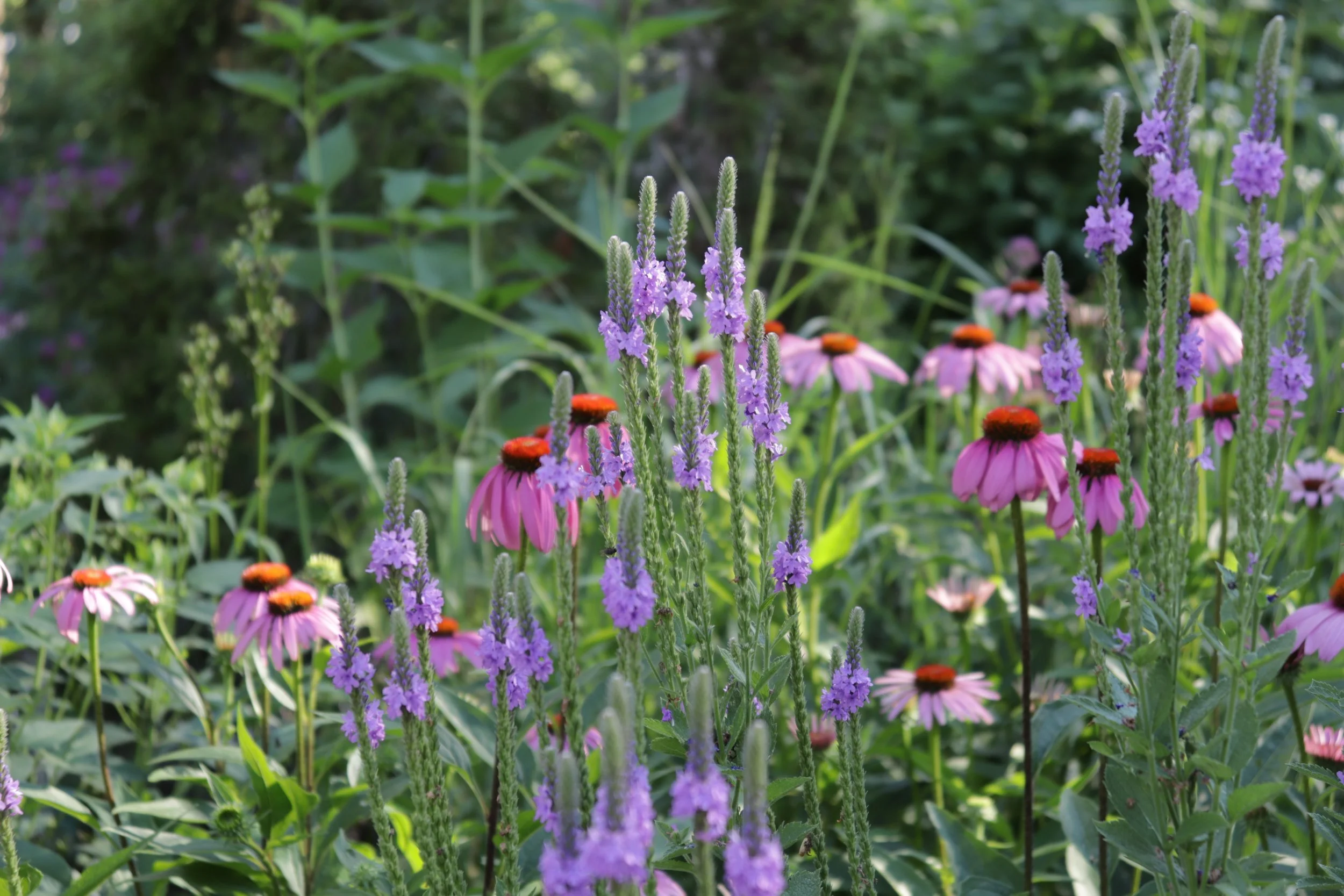 Native Plant Nursery | Natural Garden Design | In Our Nature