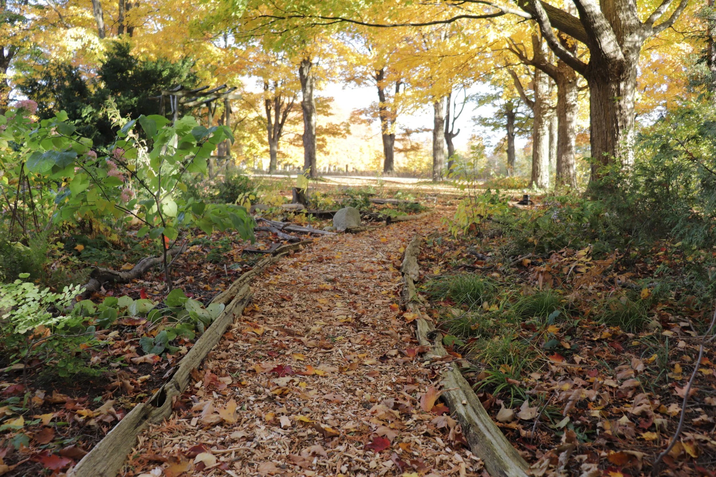 Native Plant Nursery | Natural Garden Design | In Our Nature