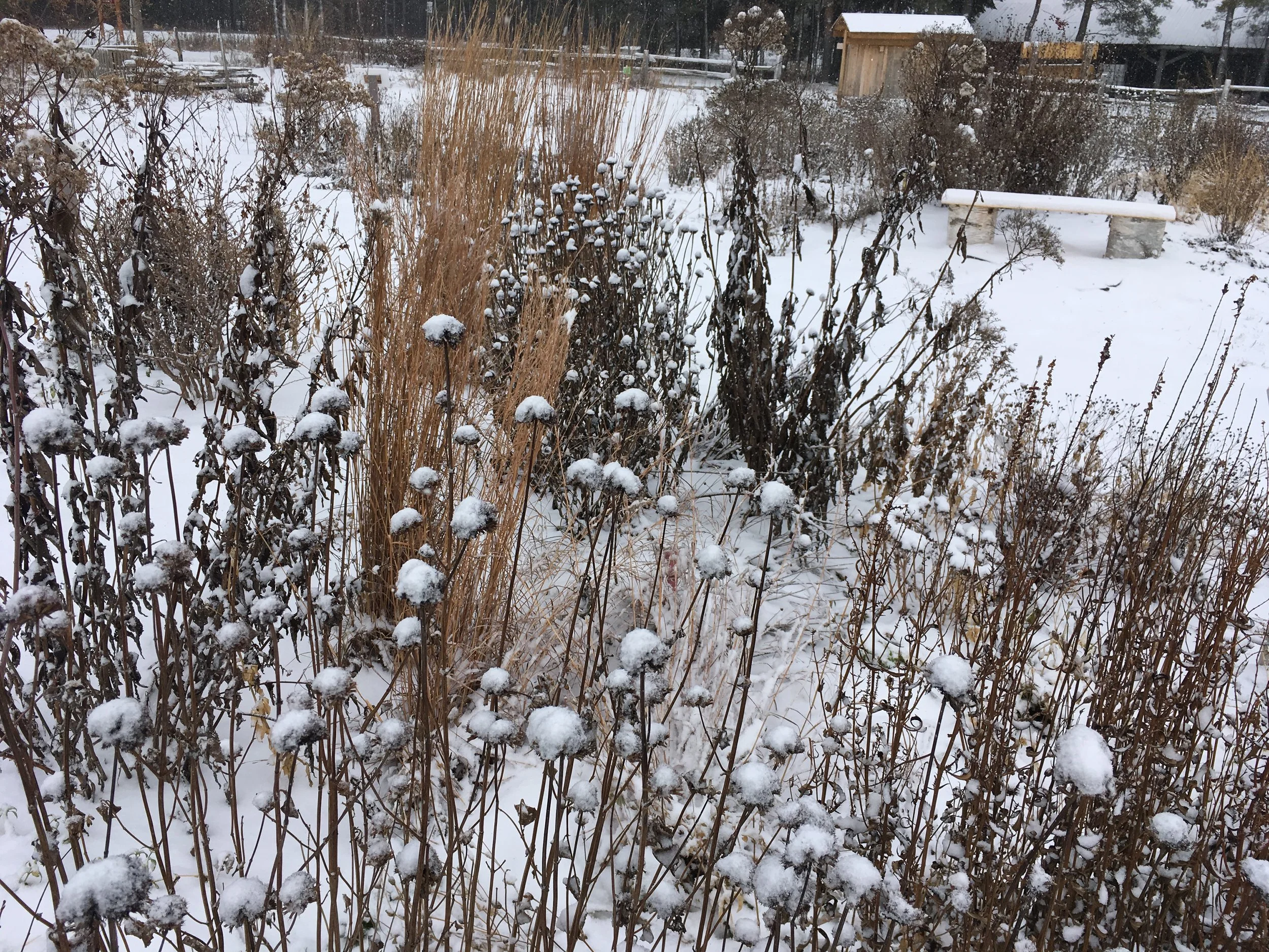 Native Plant Nursery | Natural Garden Design | In Our Nature