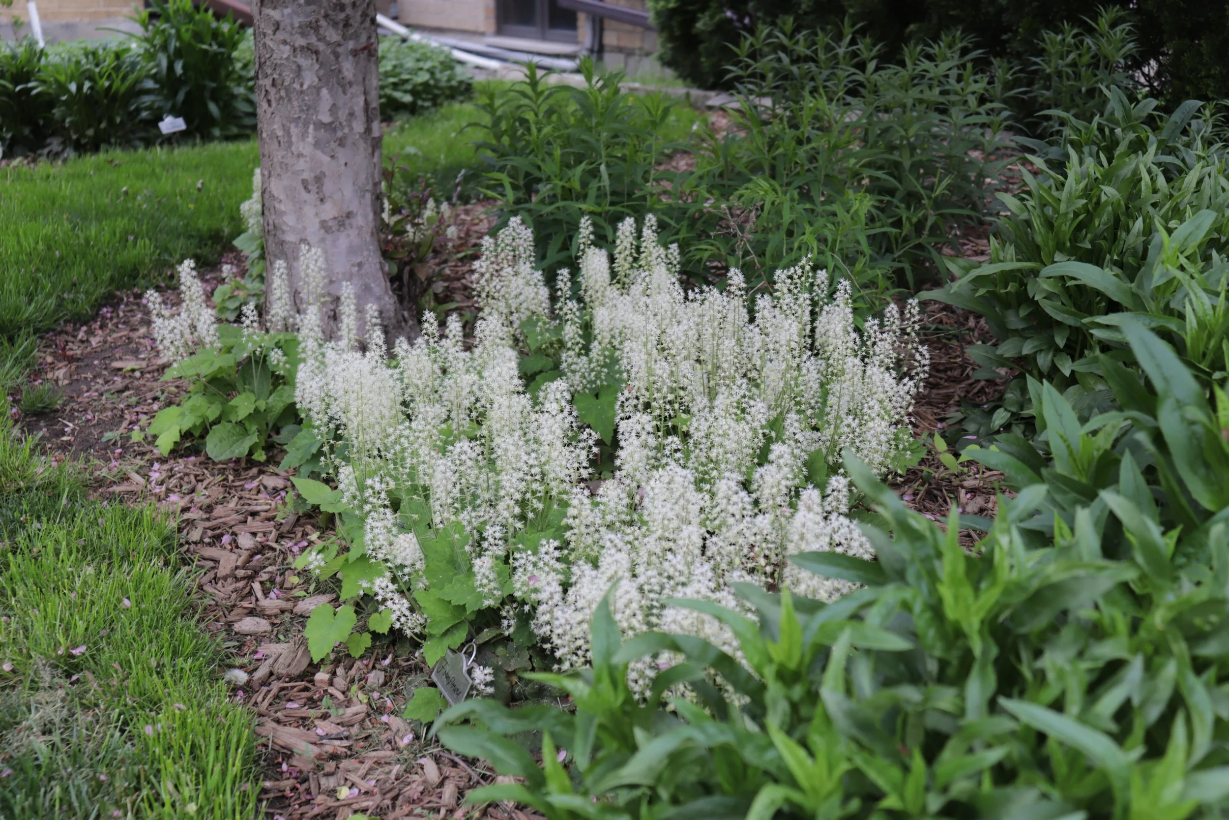Native Plant Nursery | Natural Garden Design | In Our Nature