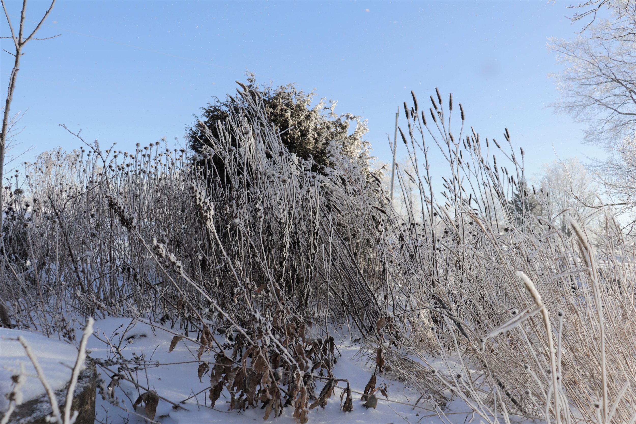 Native Plant Nursery | Natural Garden Design | In Our Nature