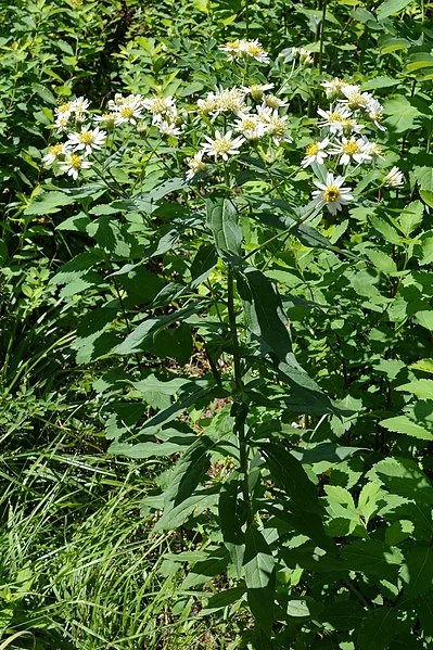 Native Asters for Ontario Gardens | In Our Nature — In Our Nature