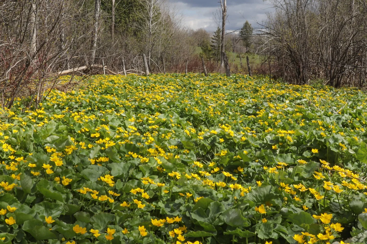 Early Spring Blooming Native Plants — In Our Nature