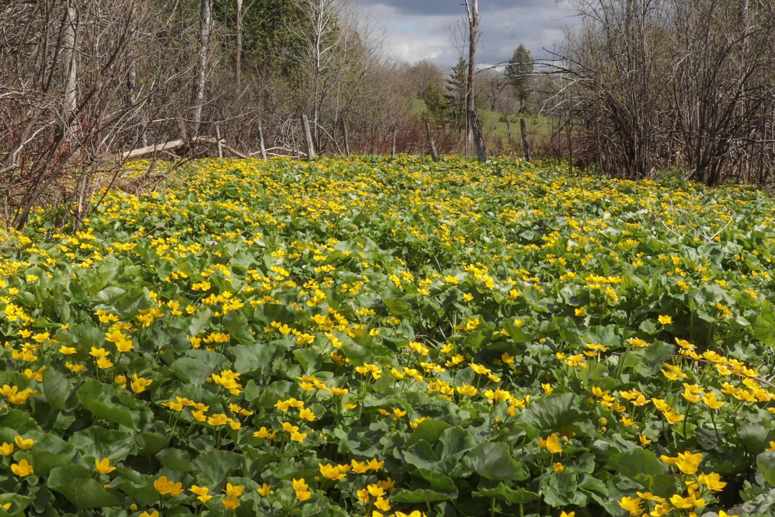 Early Spring Blooming Native Plants | In Our Nature — In Our Nature