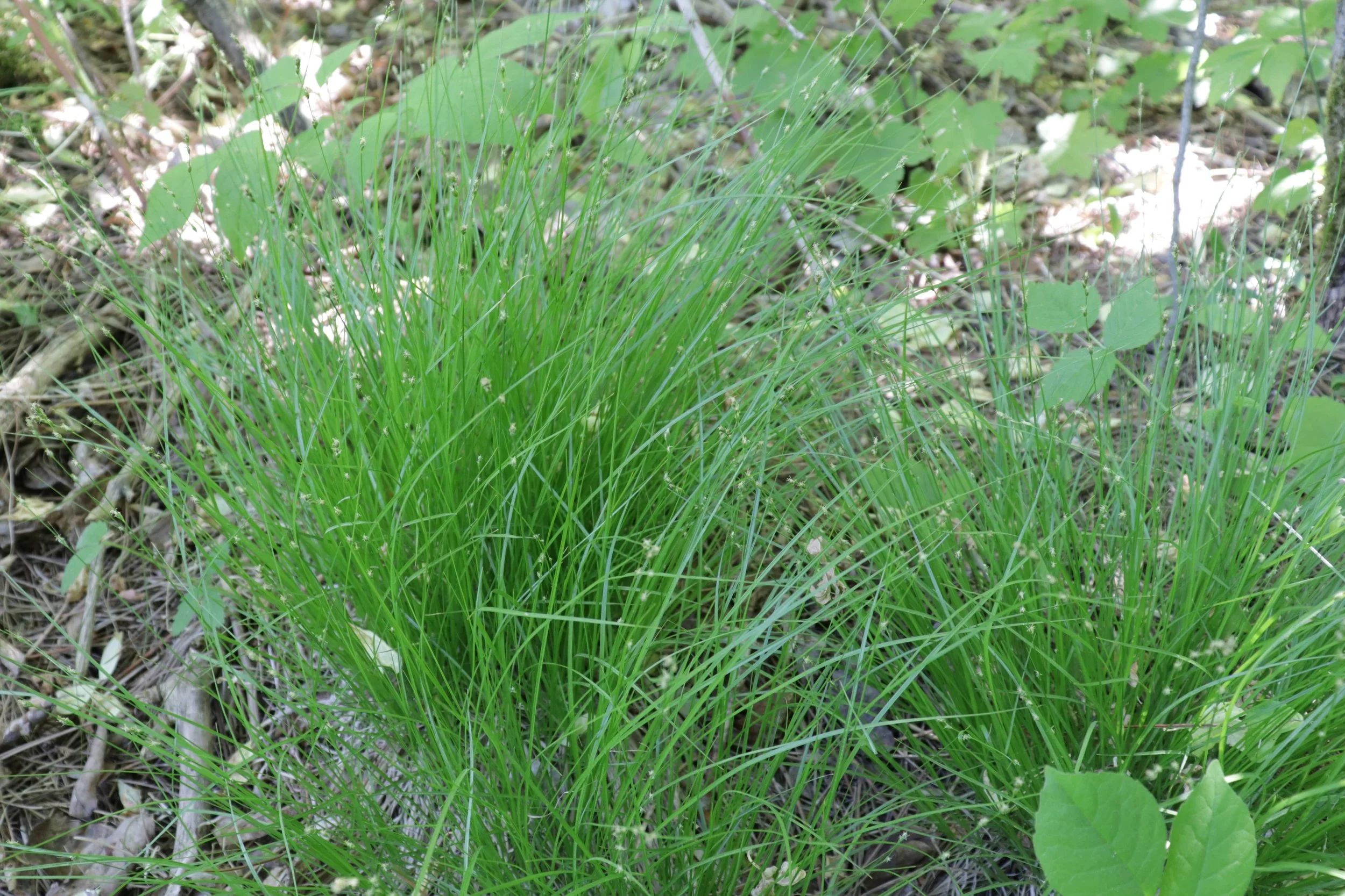 Top Native Sedges For Your Garden — In Our Nature