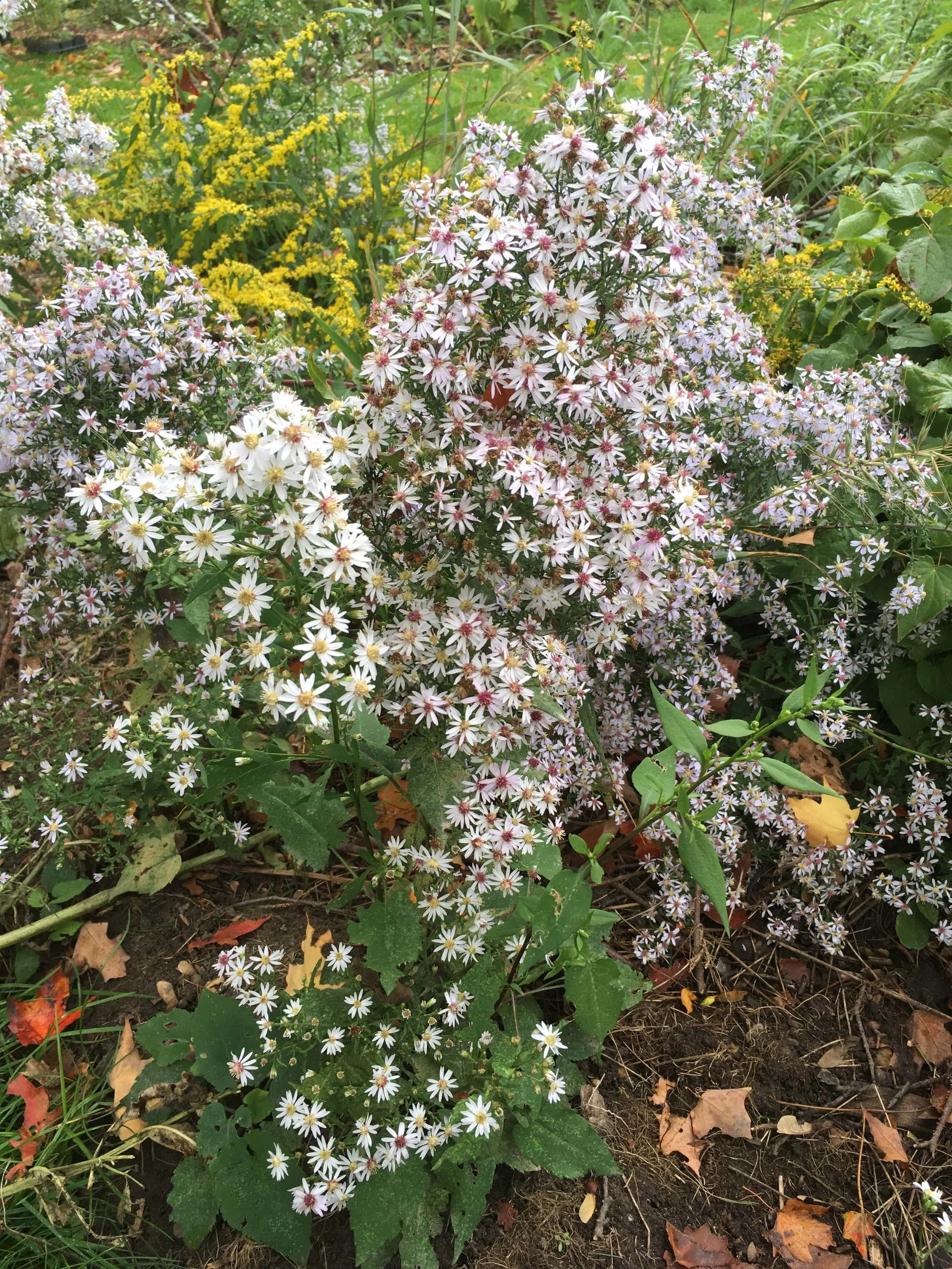 Native Asters for Ontario Gardens | In Our Nature — In Our Nature