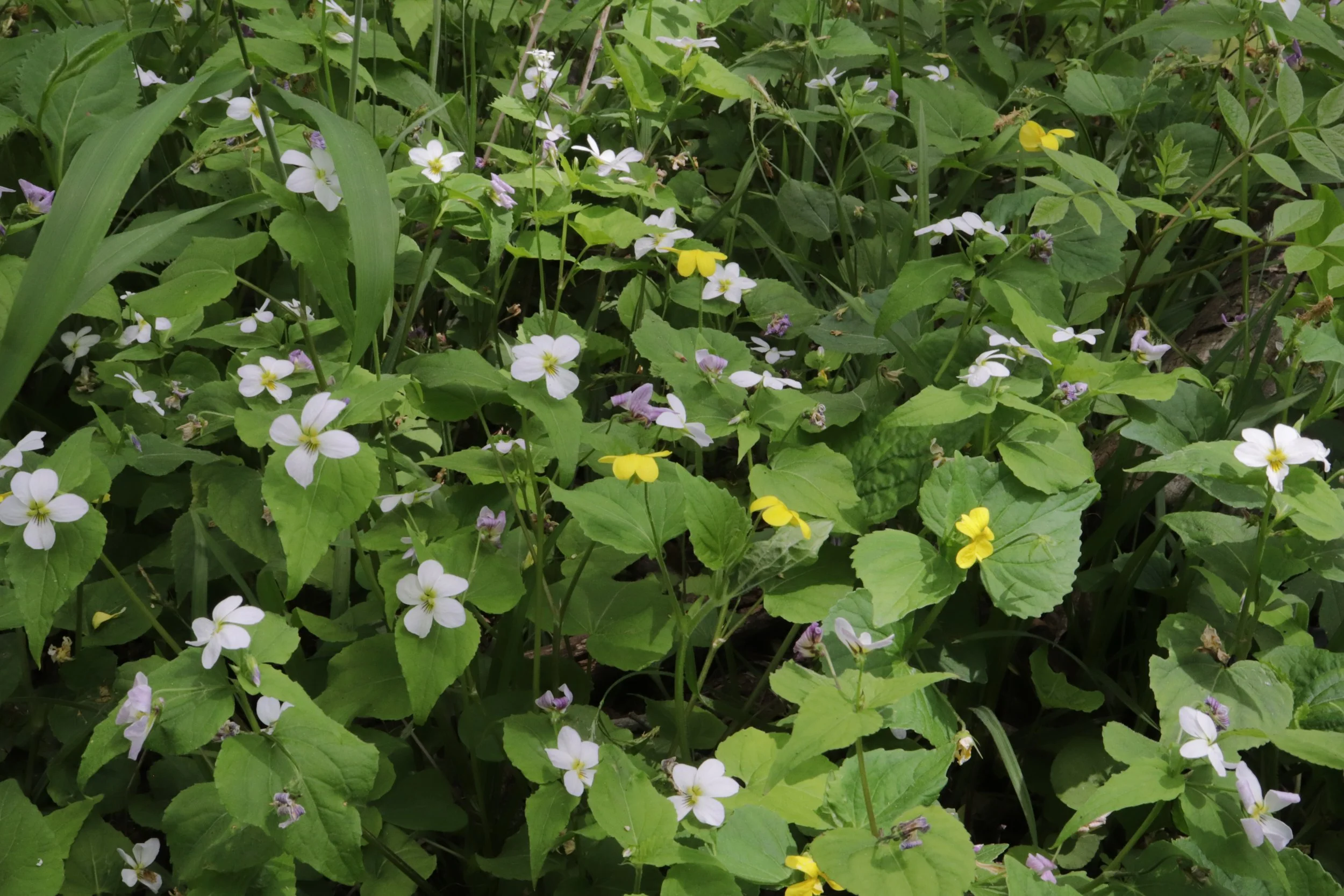 Ontario Native Violets — In Our Nature