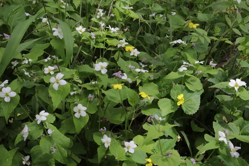 Ontario Native Violets — In Our Nature