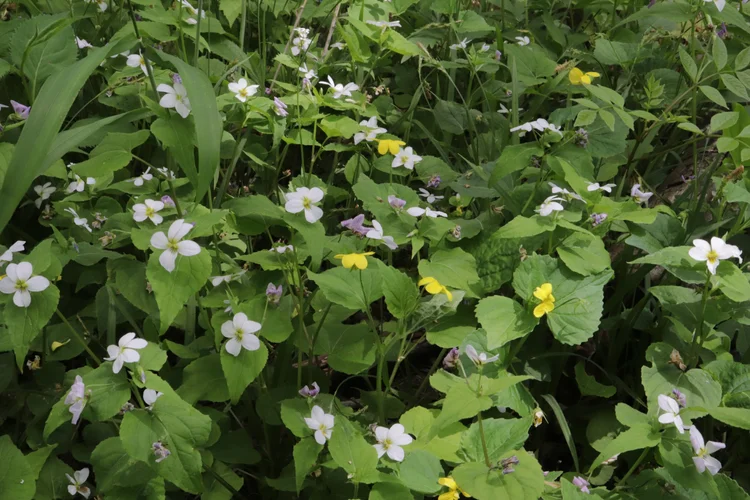 Ontario Native Violets — In Our Nature