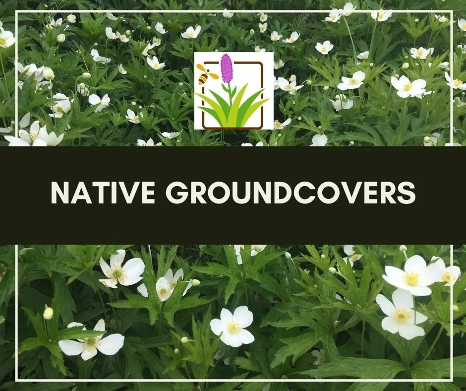 Top Native Grasses for Ontario Gardens — In Our Nature