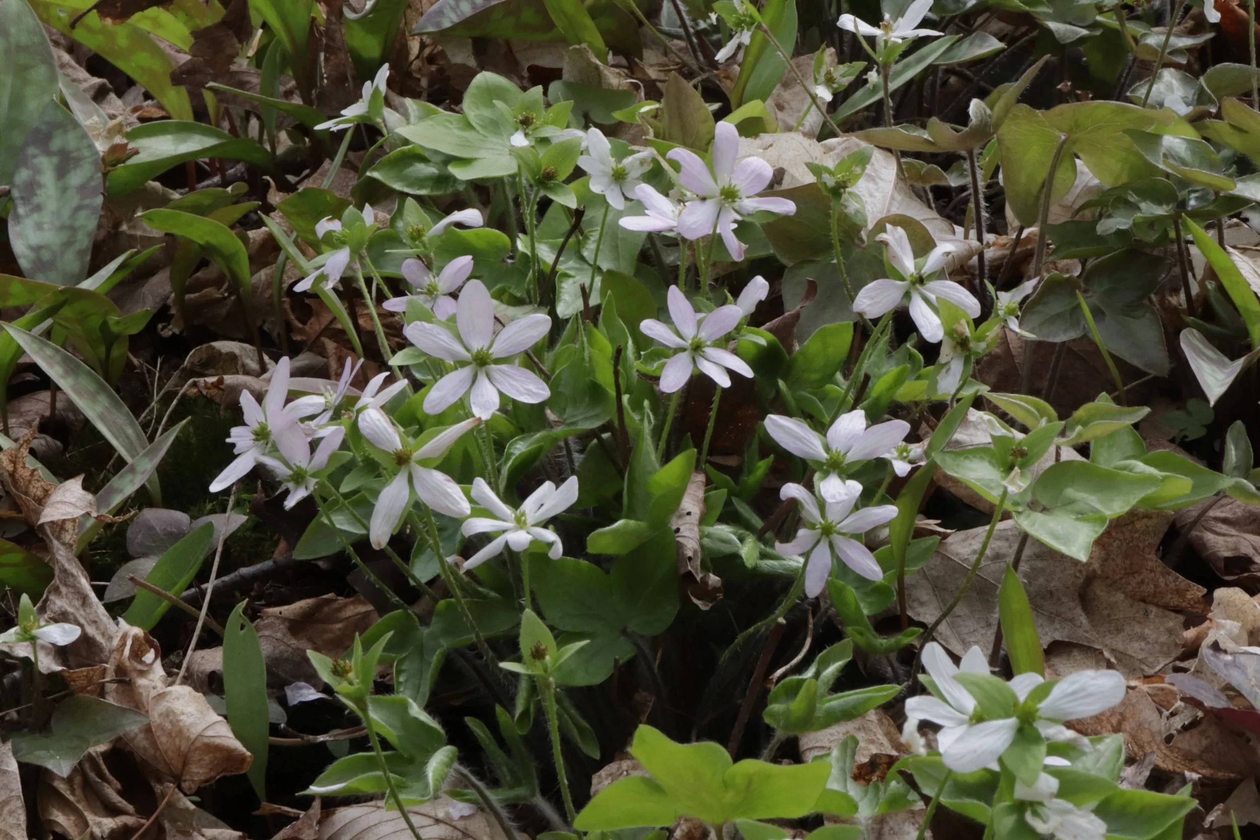 Early Spring Blooming Native Plants | In Our Nature — In Our Nature