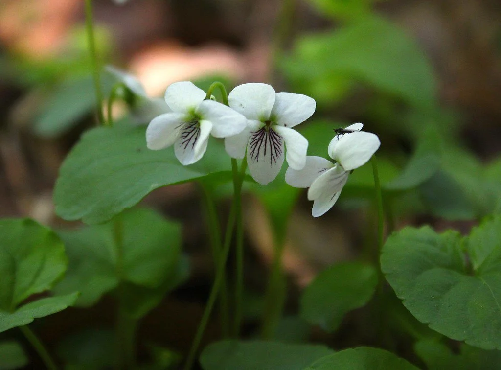 Ontario Native Violets — In Our Nature