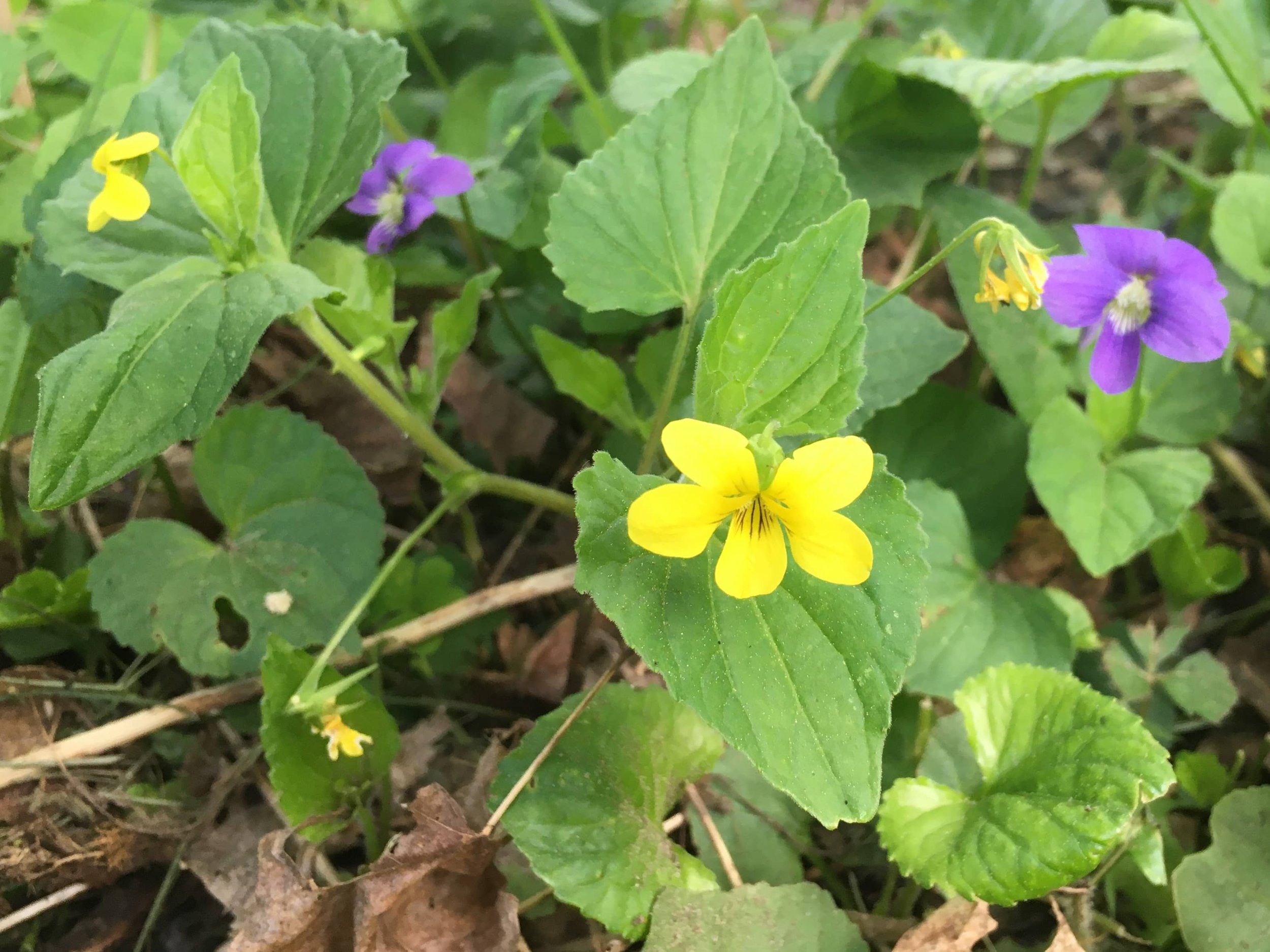 Early Spring Blooming Native Plants | In Our Nature — In Our Nature