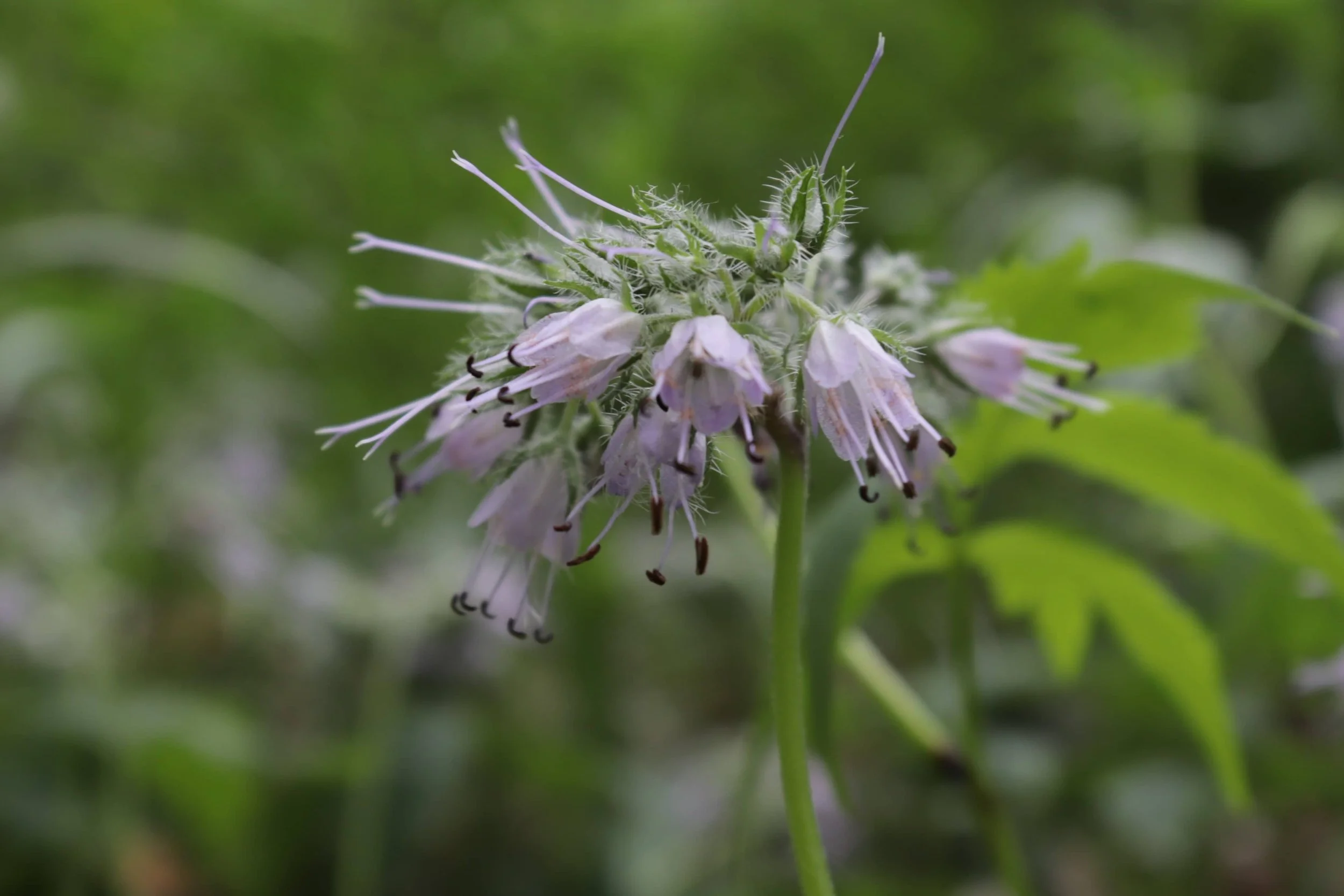 Early Spring Blooming Native Plants | In Our Nature — In Our Nature