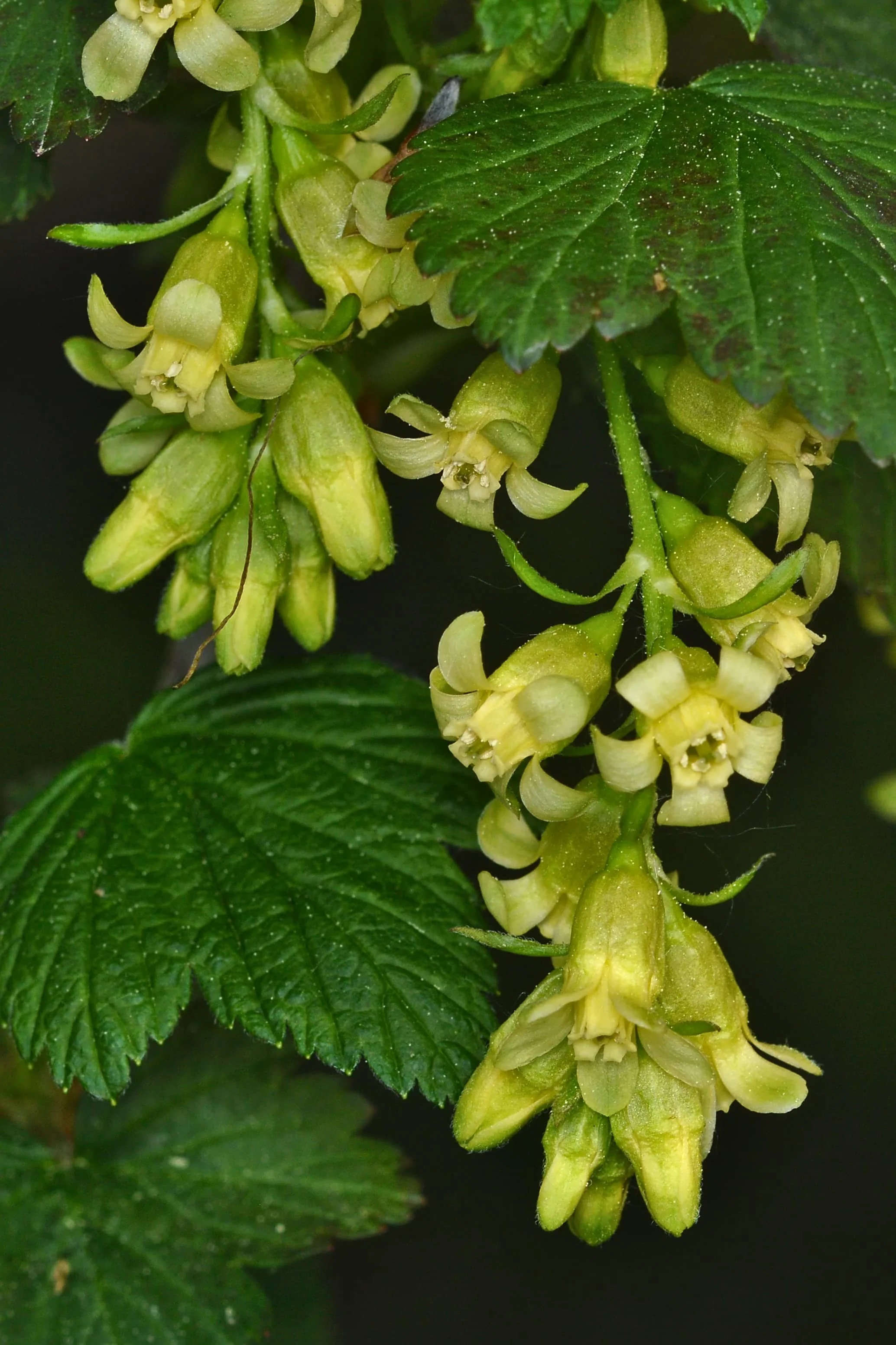 Early Spring Blooming Native Plants | In Our Nature — In Our Nature