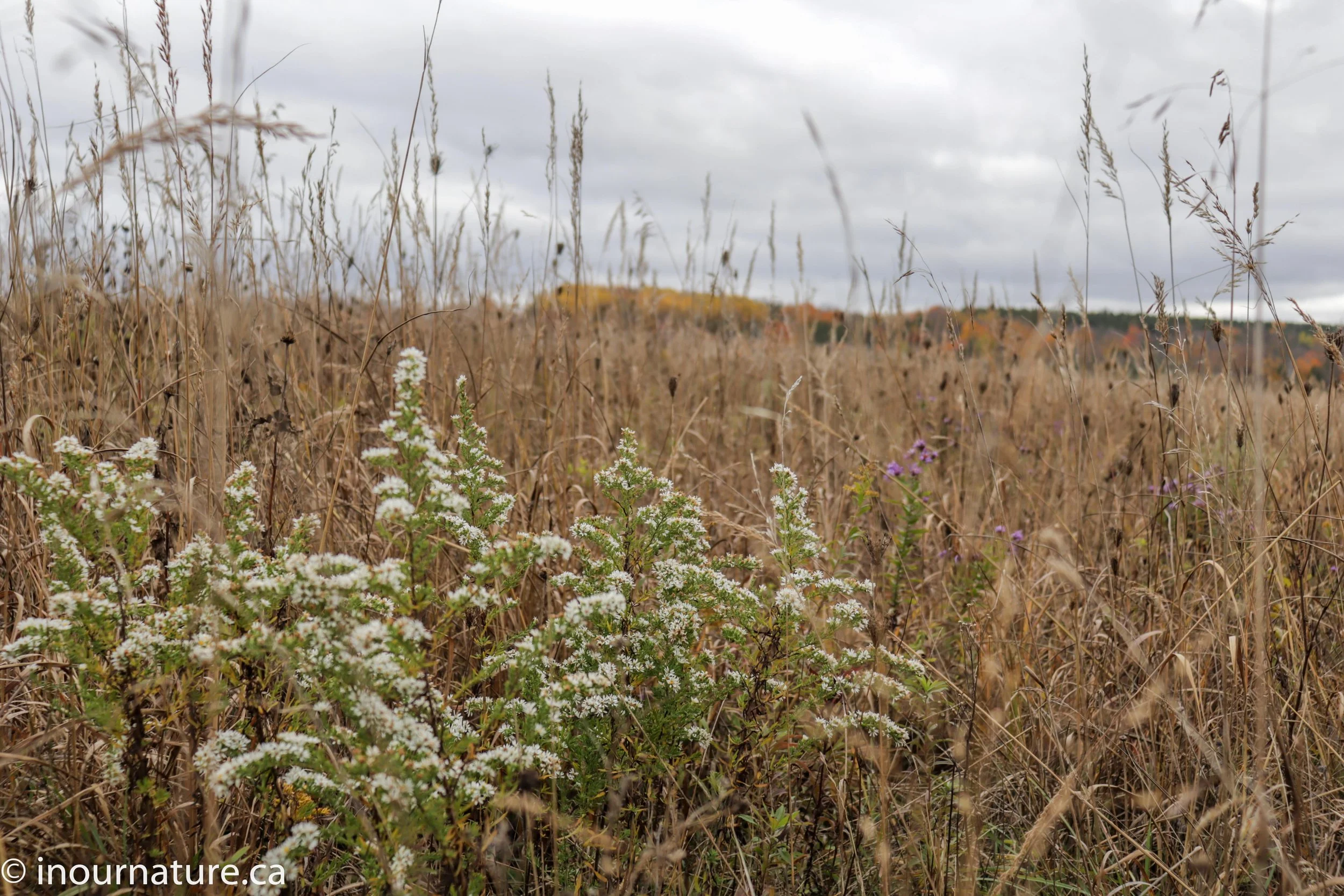 Native Asters for Ontario Gardens | In Our Nature — In Our Nature